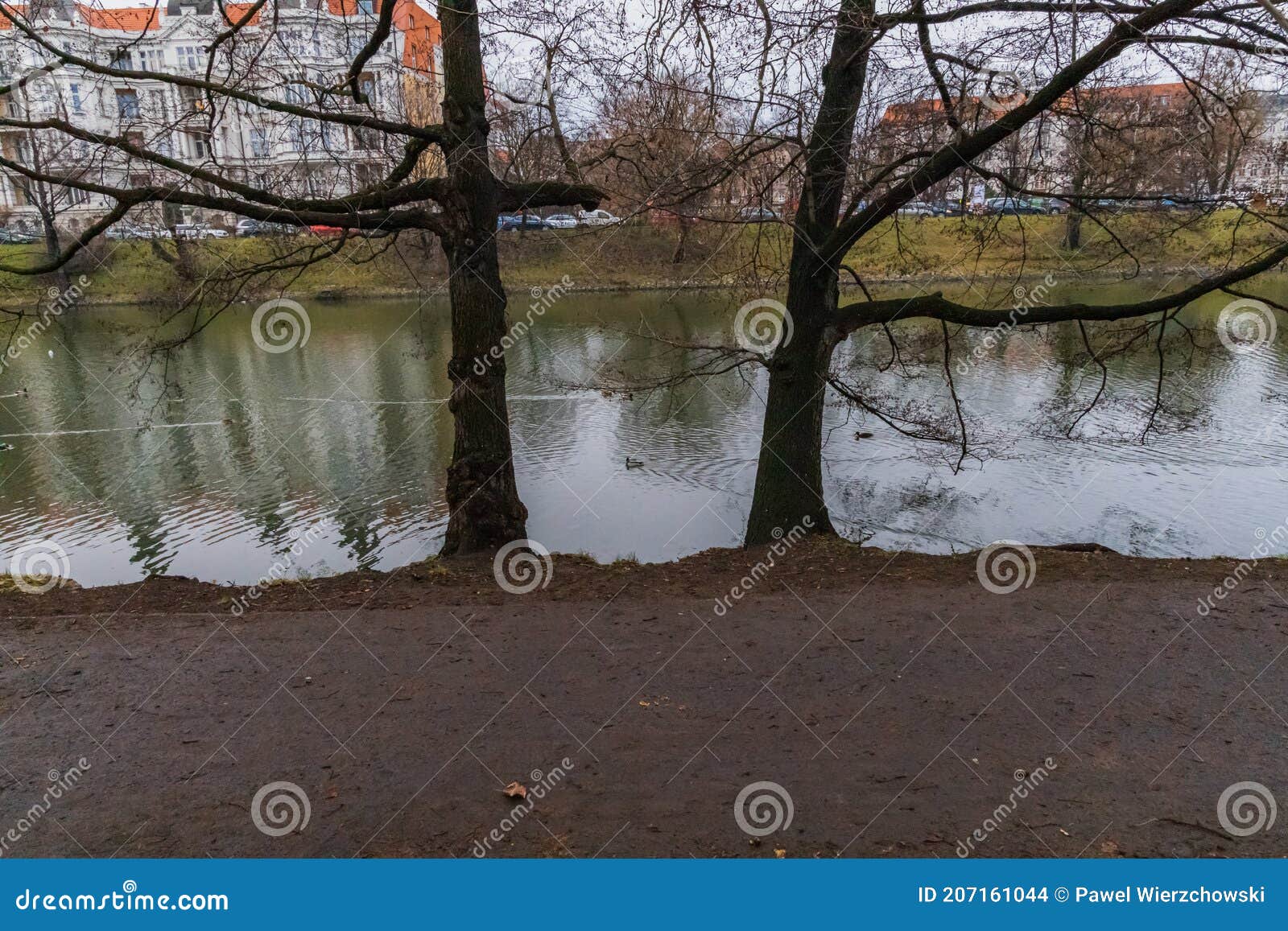 Two High Trees in Front of City Moat Near Path Editorial Stock Image ...