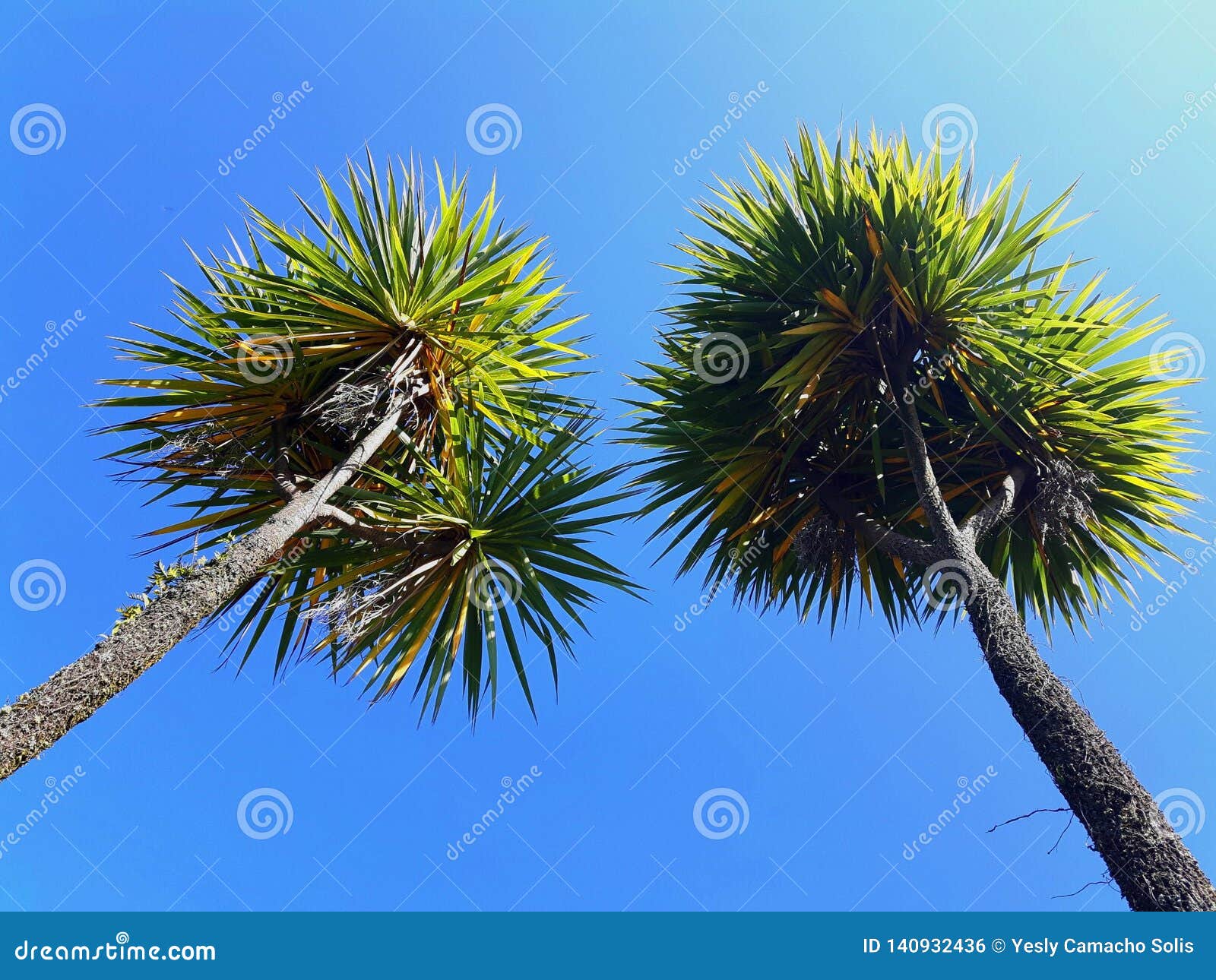 Two high trees, palm tree. stock photo. Image of palm - 140932436