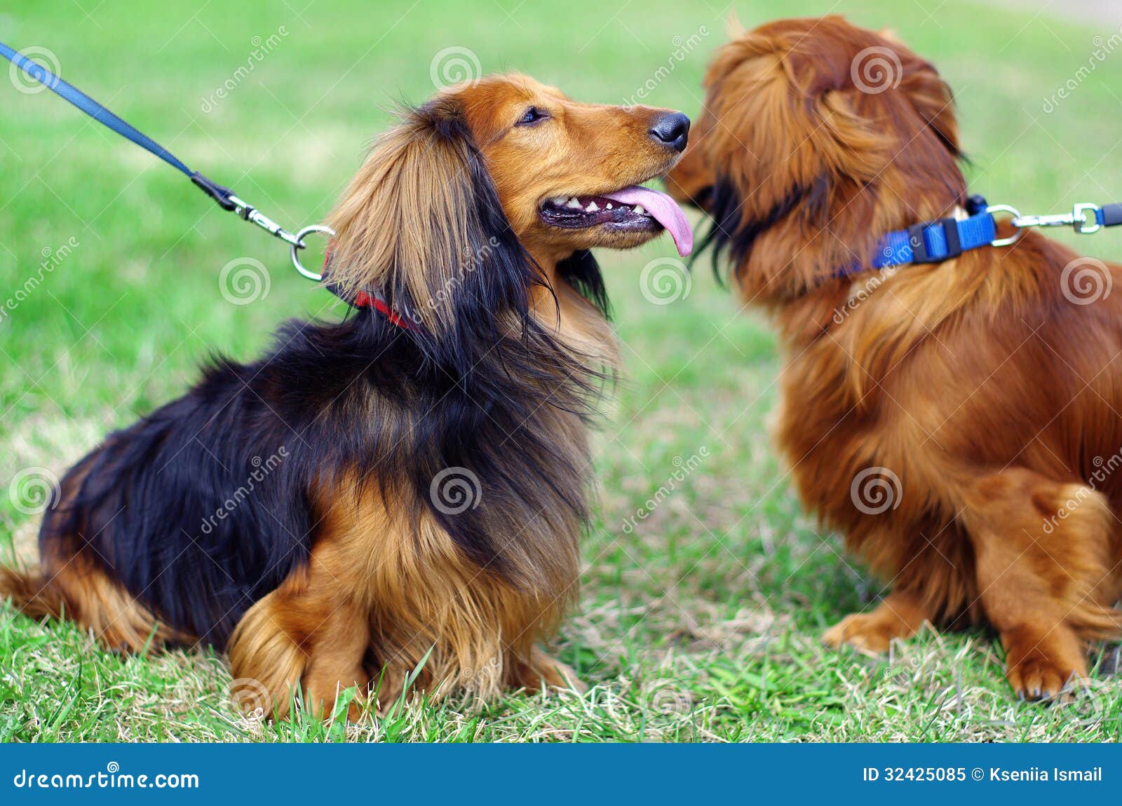 Two Highbred German Badger Dogs Stock Image - Image of colourful, green ...
