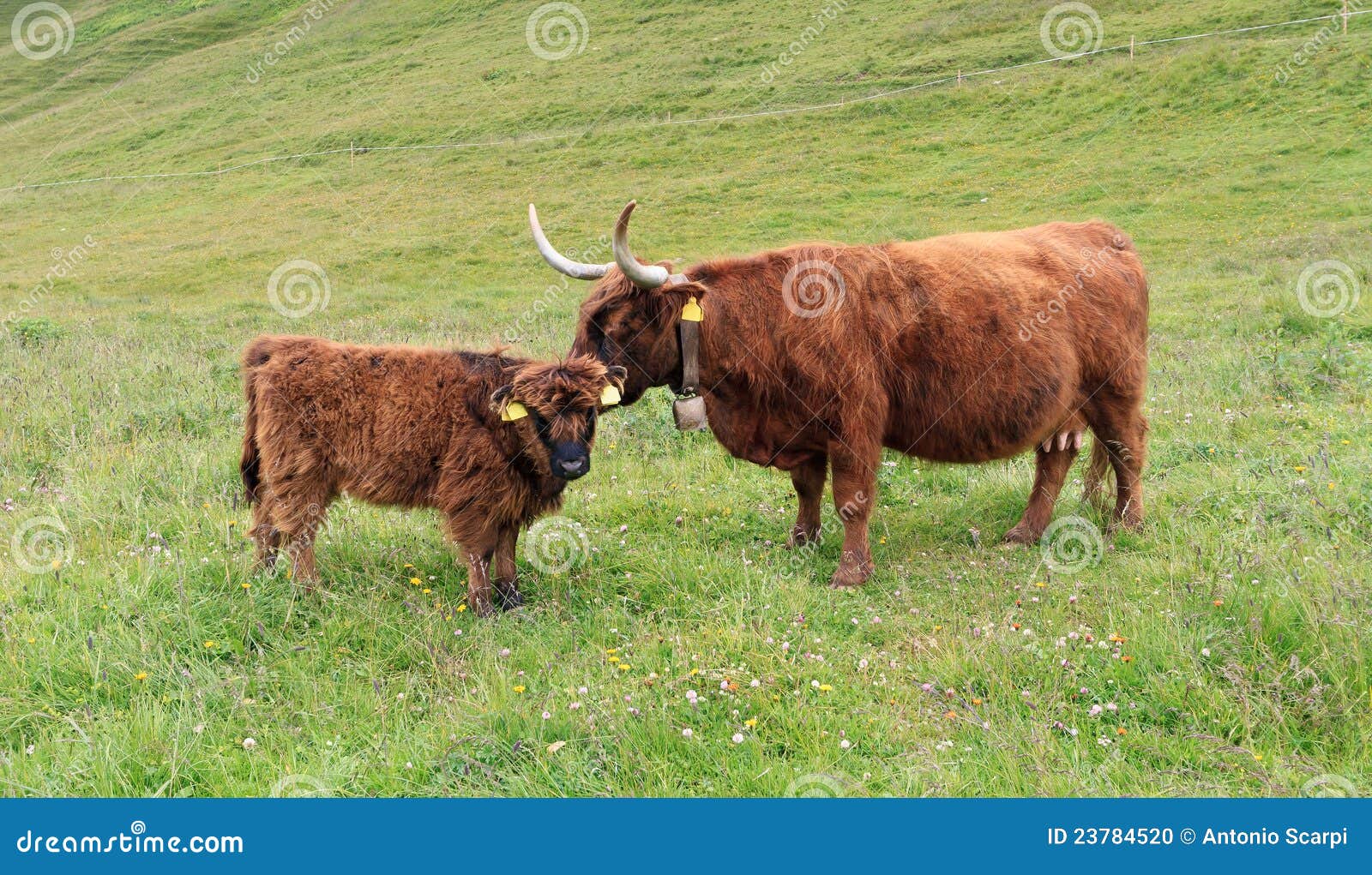 Two highland cows stock photo. Image of field, nature - 23784520