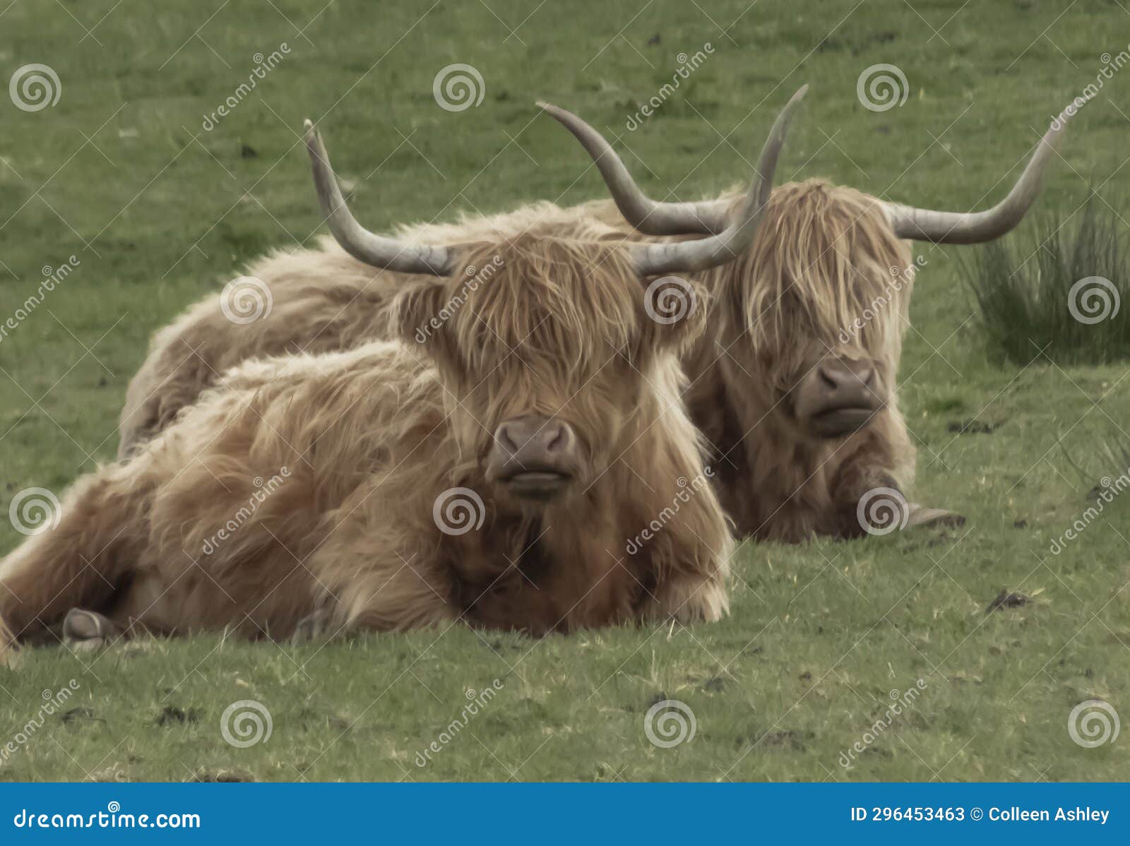 Two Highland Cows with Large Horns Stock Image - Image of horns, bull ...