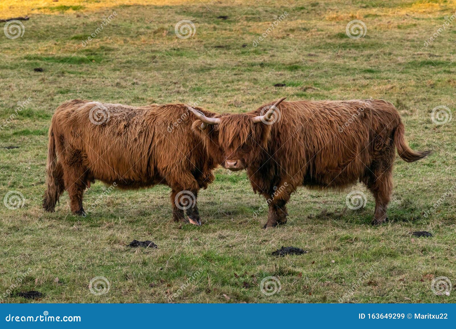 Two highland cows stock image. Image of unusual, iconic - 163649299