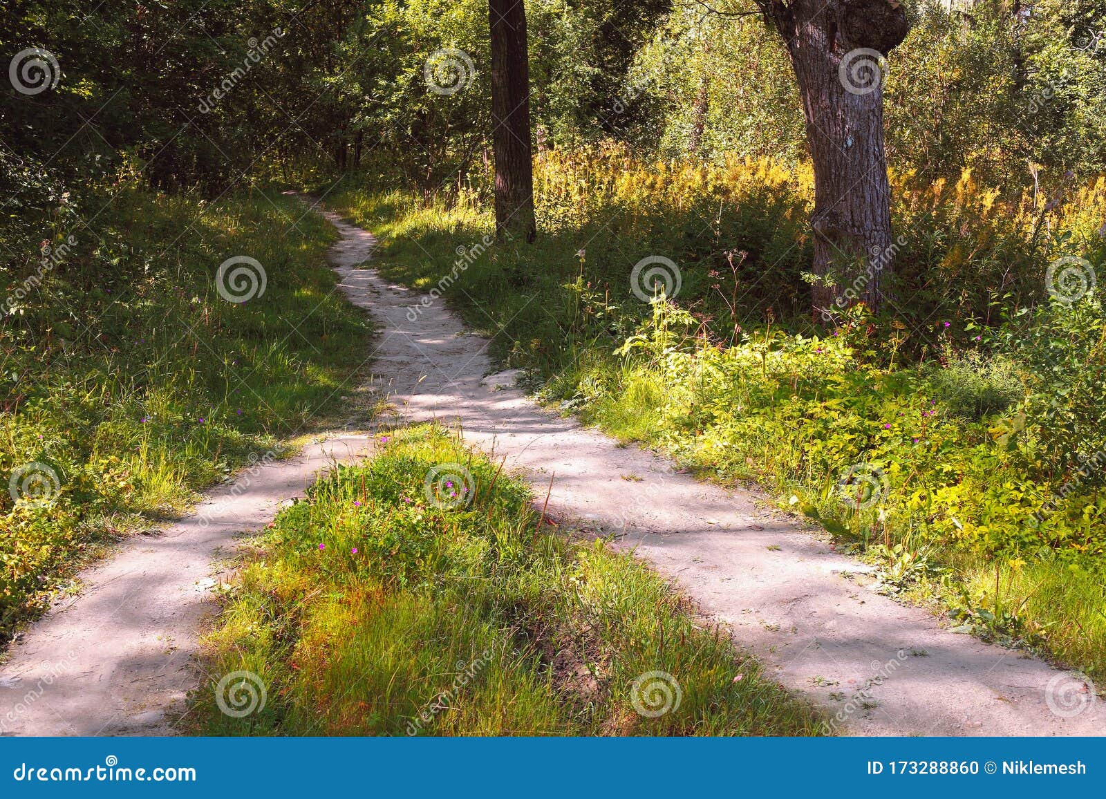 Two Hiking Paths in the Forest Converge into a Single Stock Photo ...