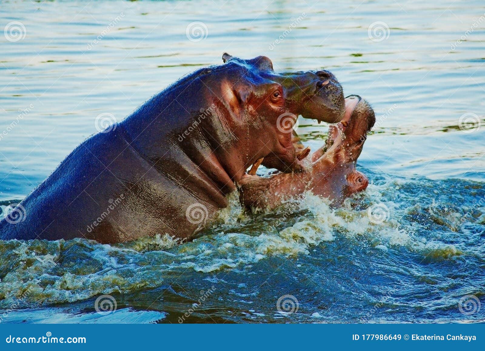 Two hippo fighting stock image. Image of hunting, fight - 177986649