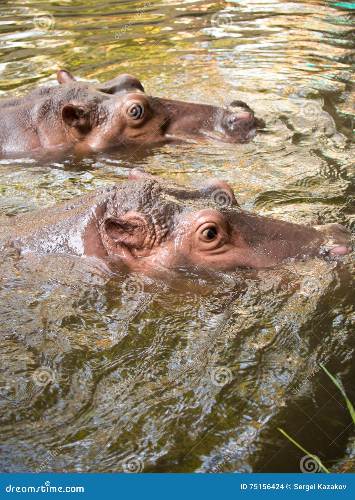 Two hippo heads closeup stock photo. Image of huge, body - 75156424