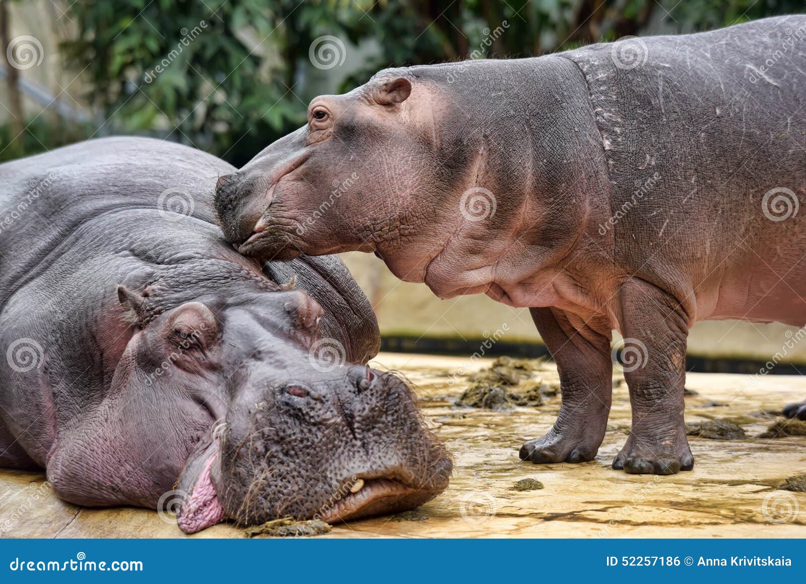 Two hippo stock photo. Image of gray, family, calf, african - 52257186