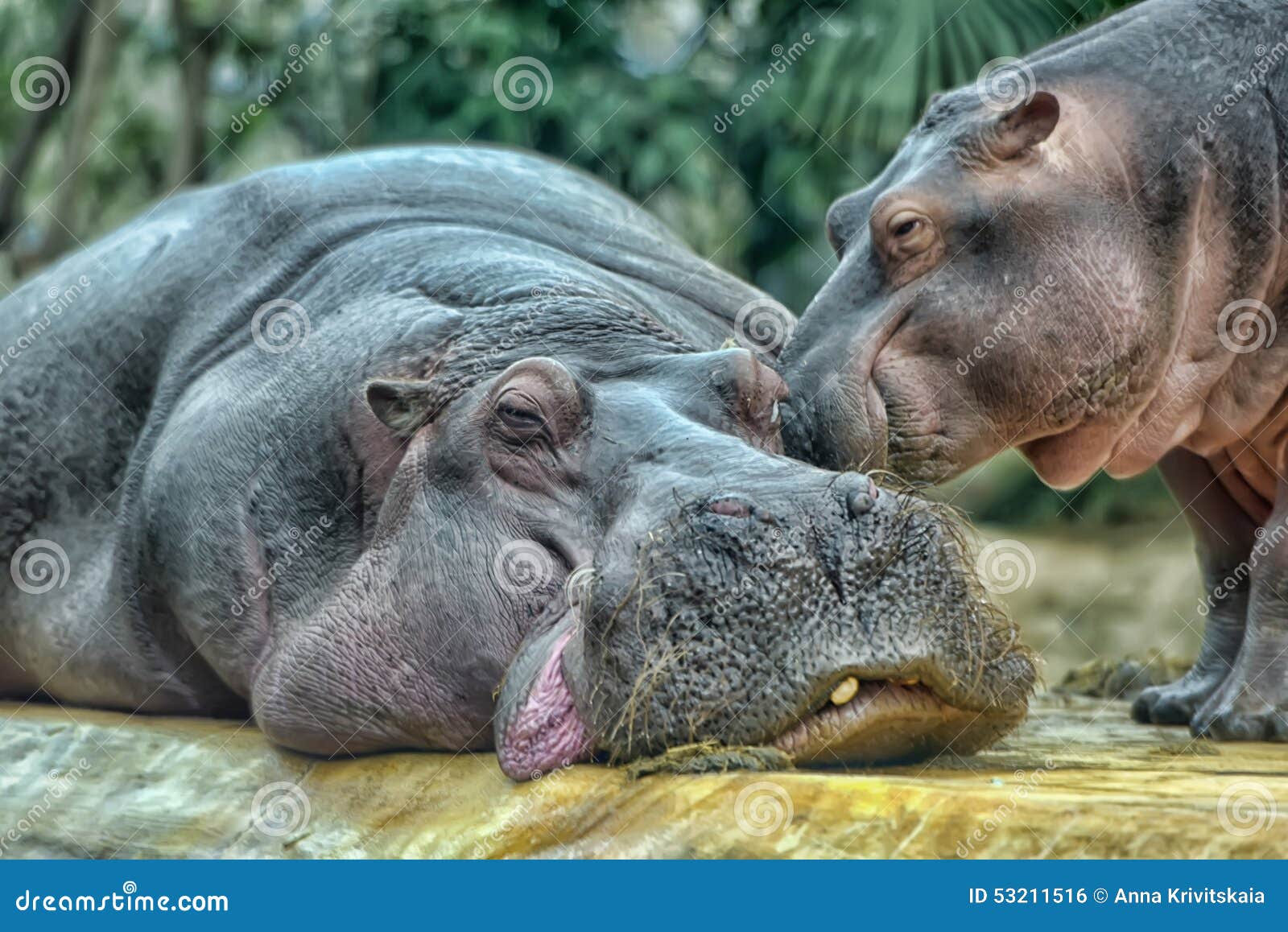 Two hippo stock photo. Image of laying, horizontal, sunny - 53211516