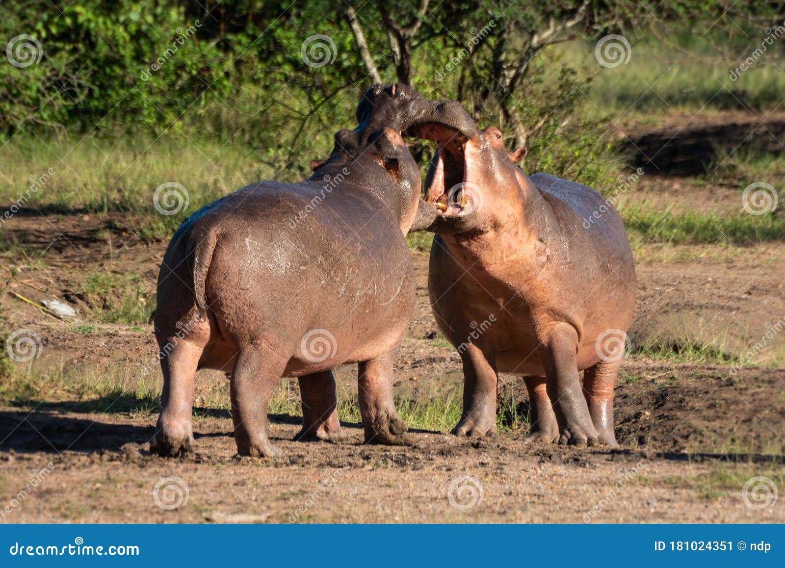 Two Hippo Open Mouths at Each Other Stock Image - Image of game ...