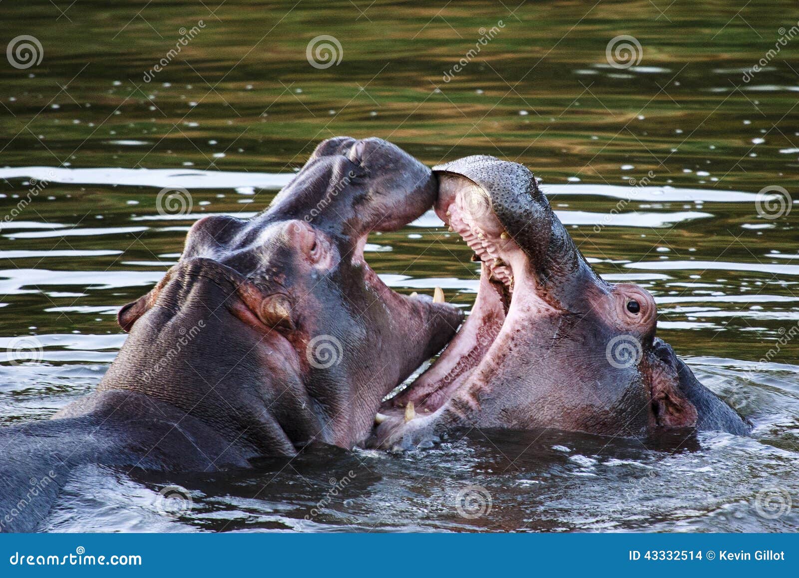 Two hippo s fighting stock photo. Image of open, animal - 43332514