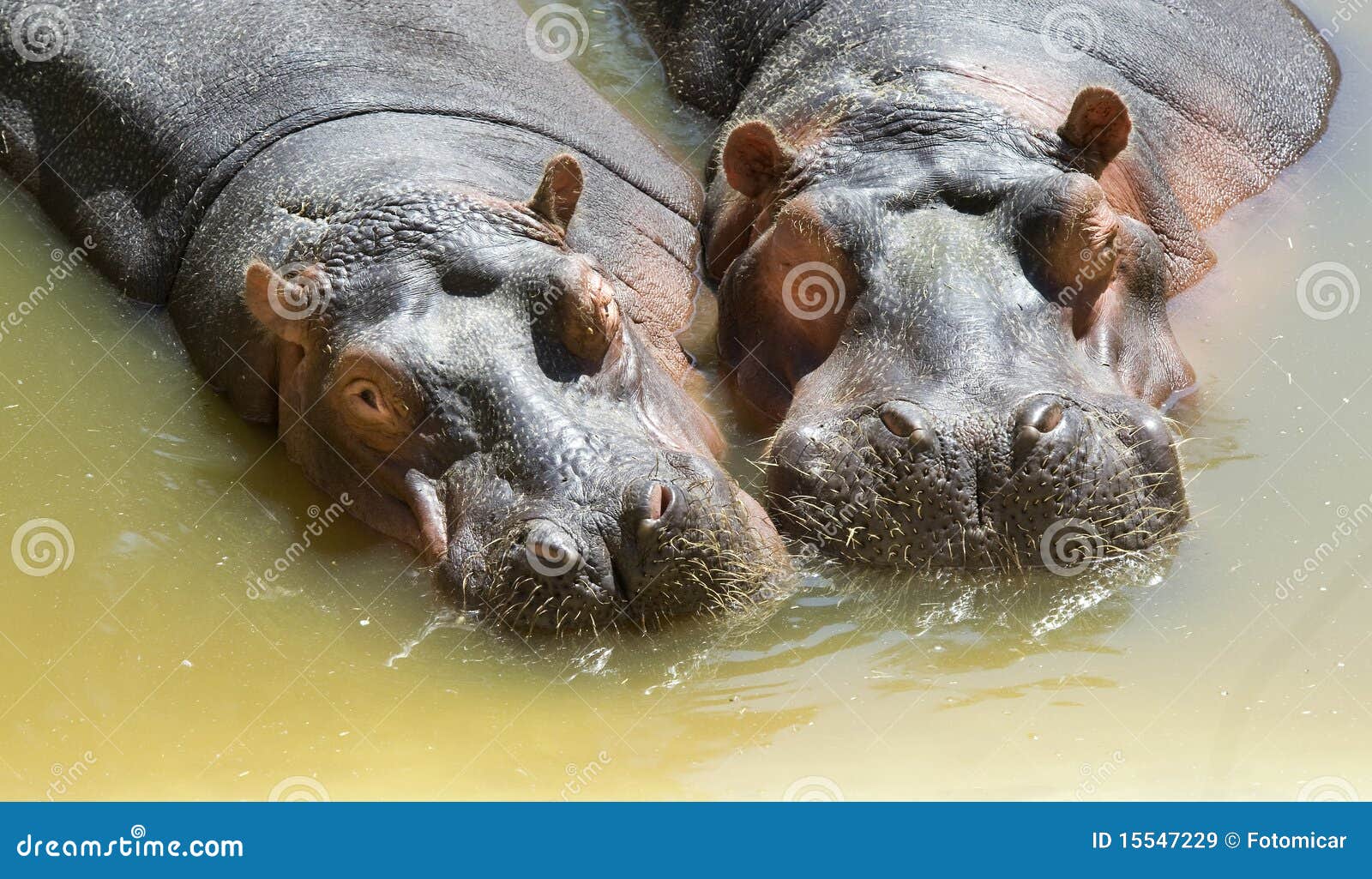 Two Hippopotamus stock image. Image of water, porpoise - 15547229