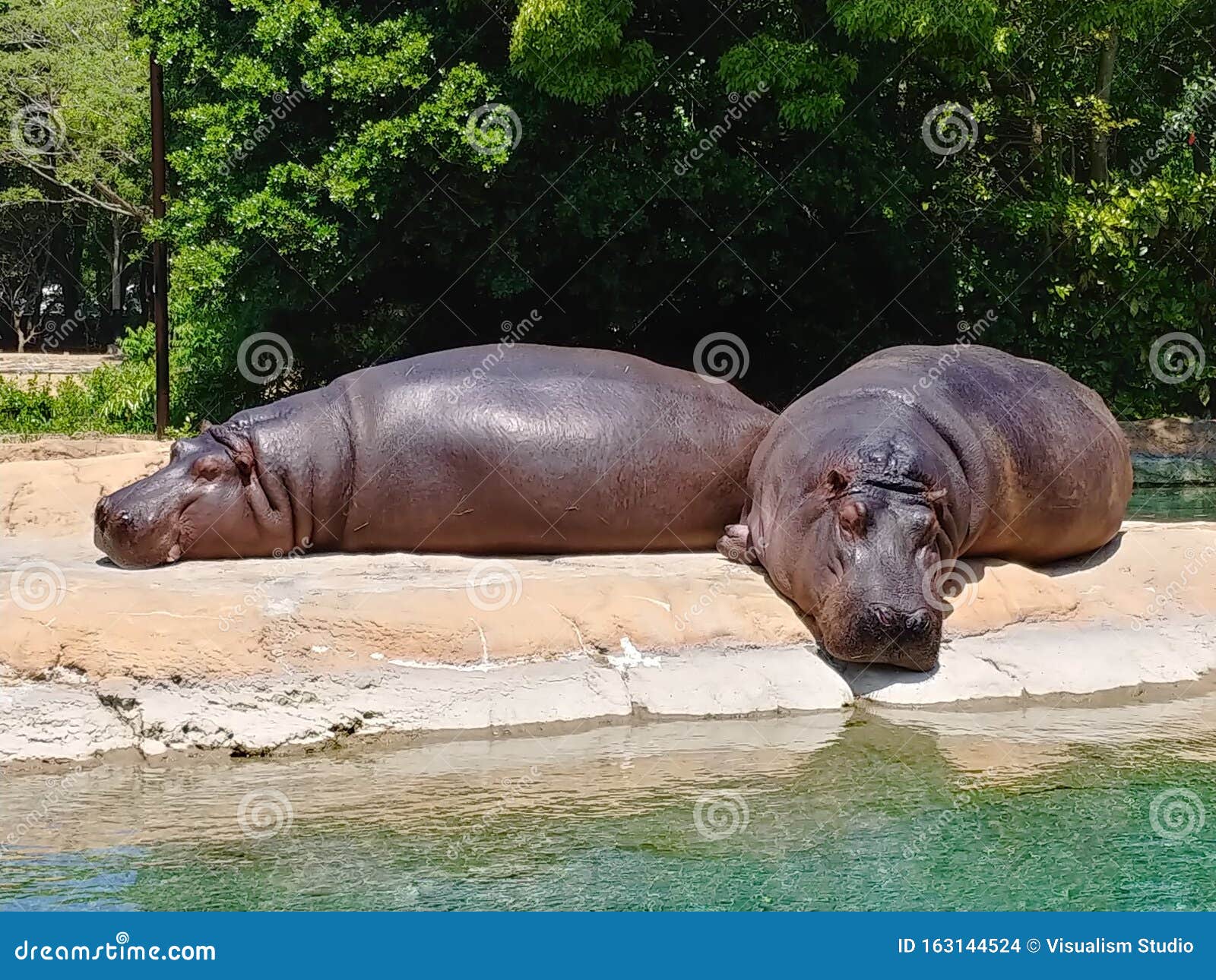 Zebra Sunbathing On The Beach, Cute Animal Cartoon Character Relaxing ...