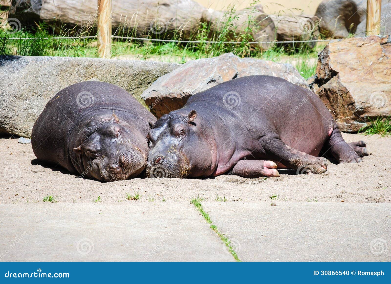 Two hippopotamuses stock photo. Image of mammal, hippopotamus - 30866540