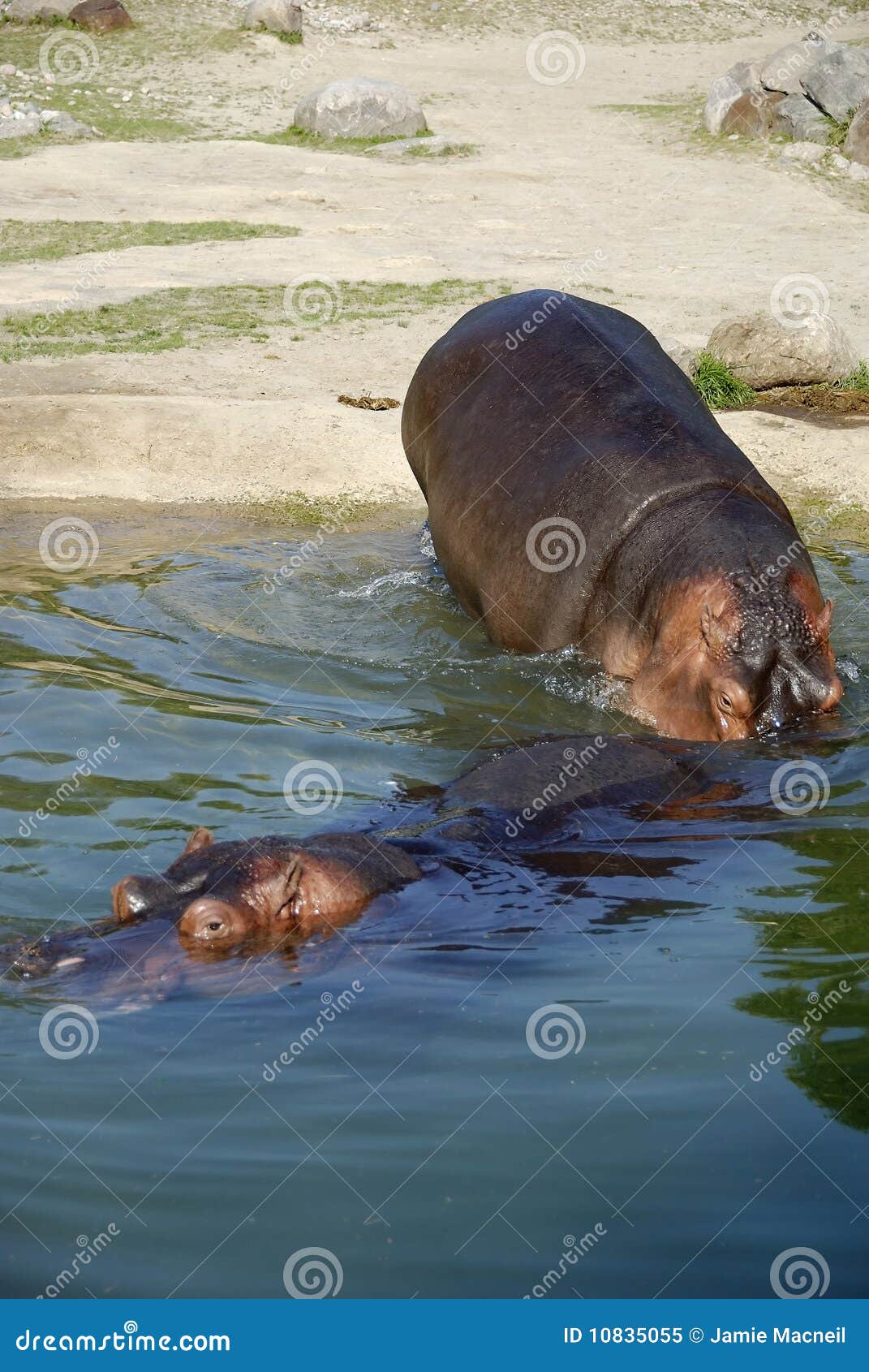 Two Hippos stock image. Image of large, mammal, hippo - 10835055