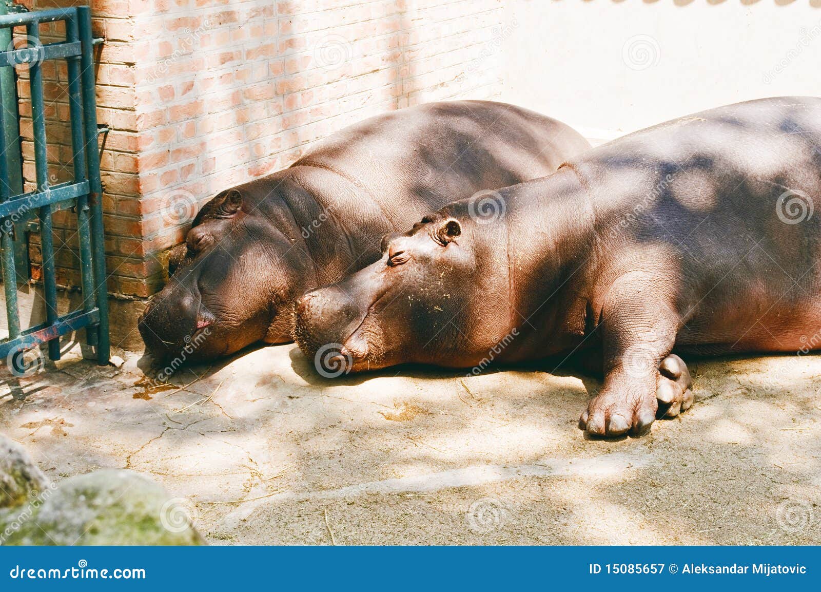 Two hippos stock image. Image of nature, tourism, herbivorous - 15085657