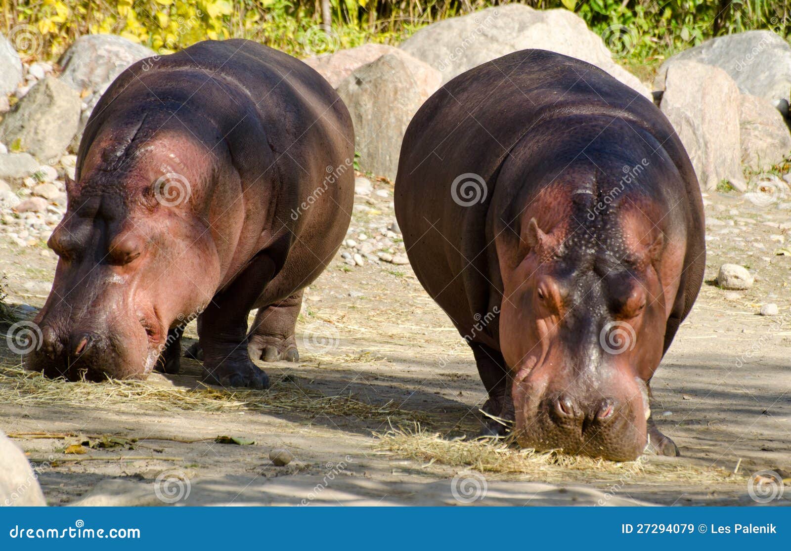 Two hippos stock image. Image of nature, massive, amphibius - 27294079