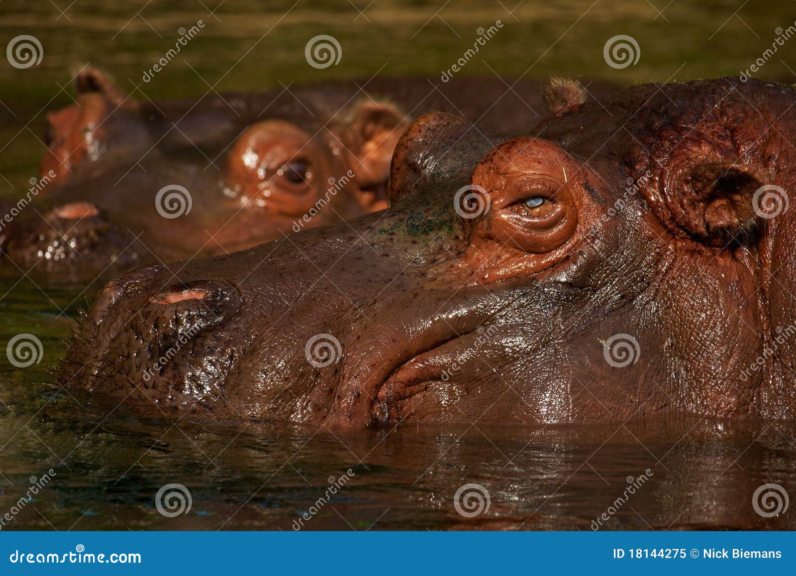 Two Hippos close together stock image. Image of wilderness - 18144275