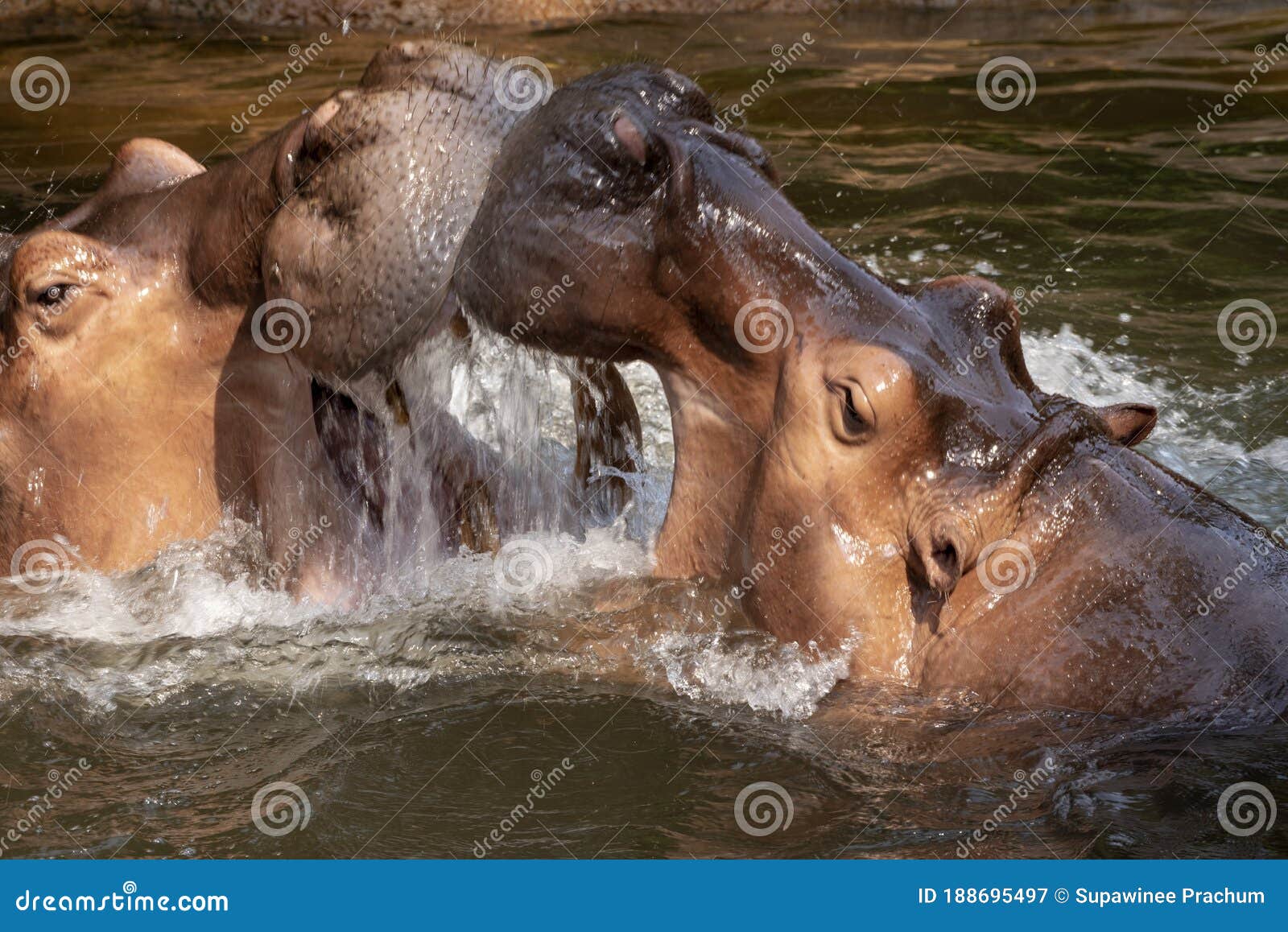 Two Hippos Fighting in the River Stock Image - Image of open, lake ...