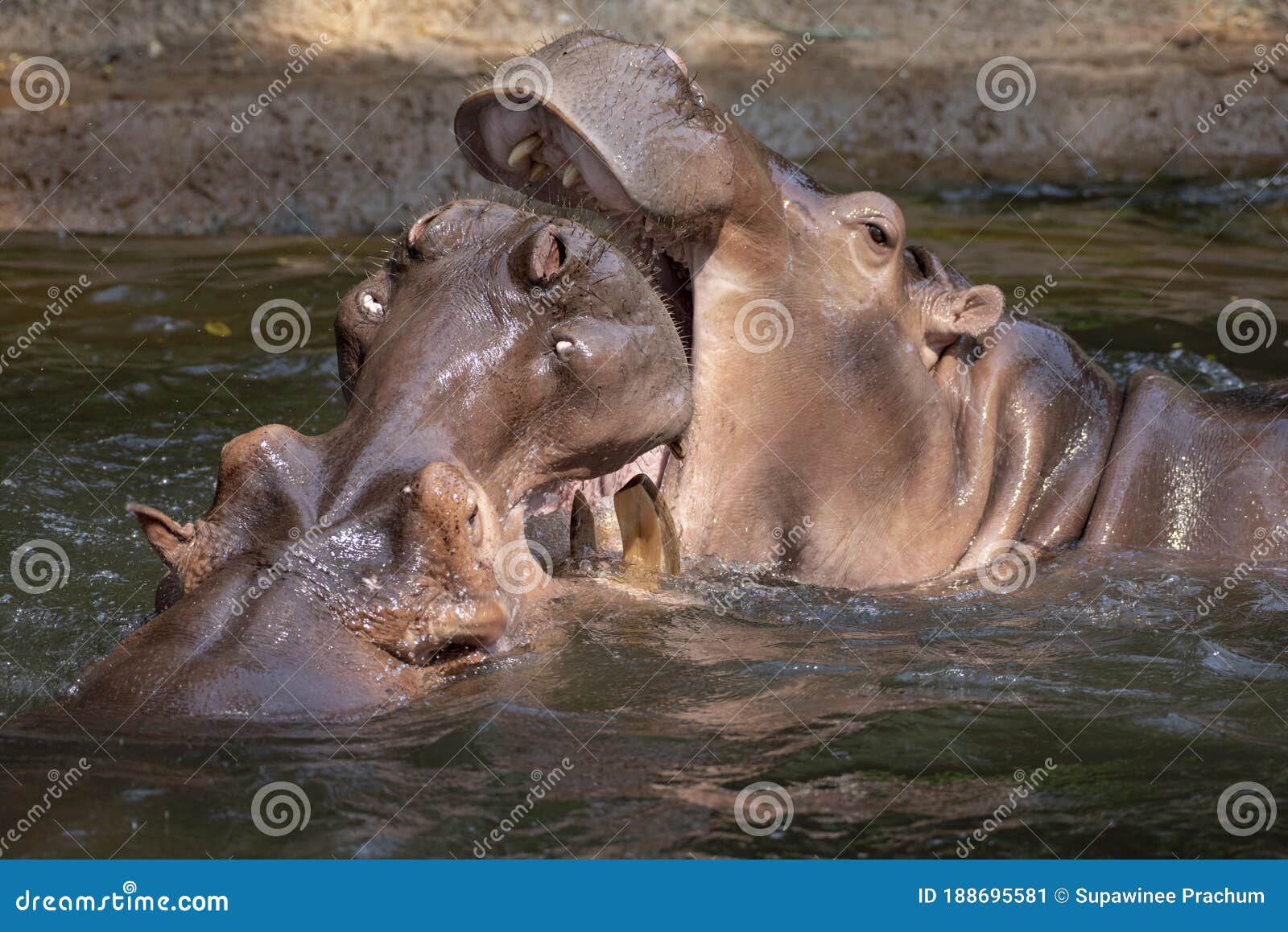 Two Hippos Fighting in the River Stock Image - Image of park, portrait ...