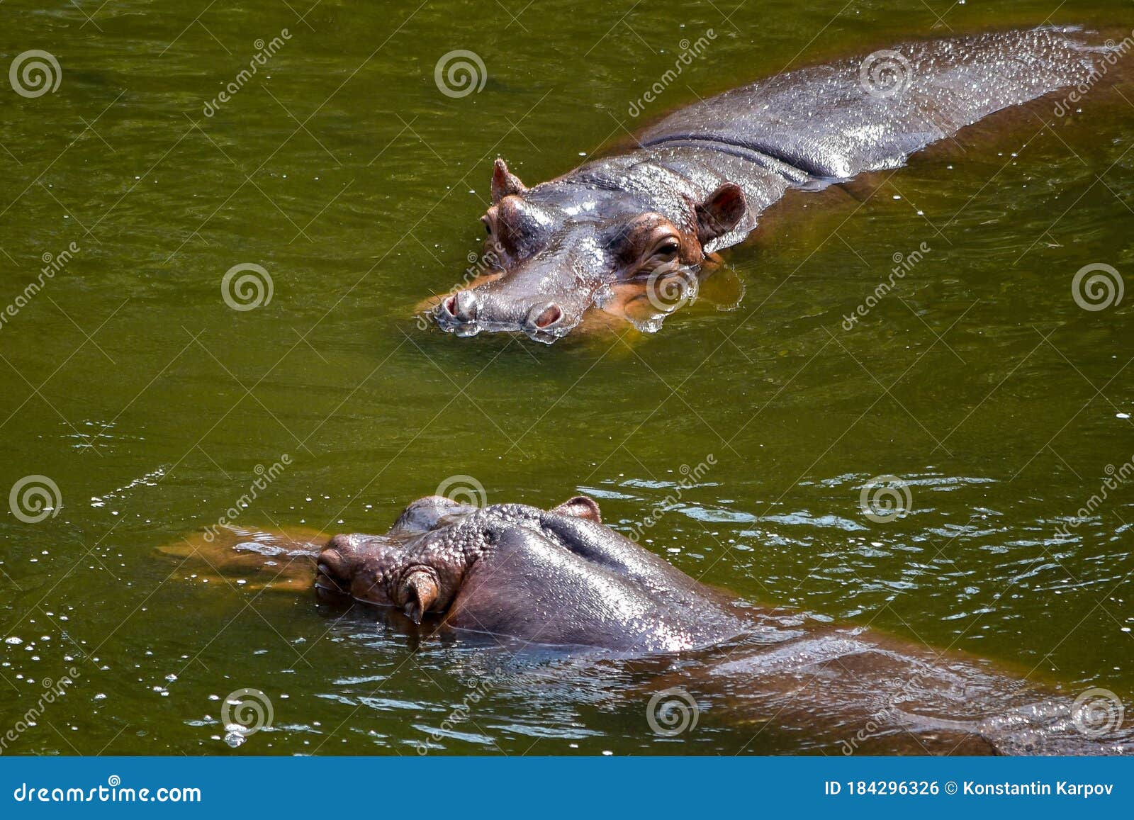 Hippo Floats In Water Stock Photography | CartoonDealer.com #165354986