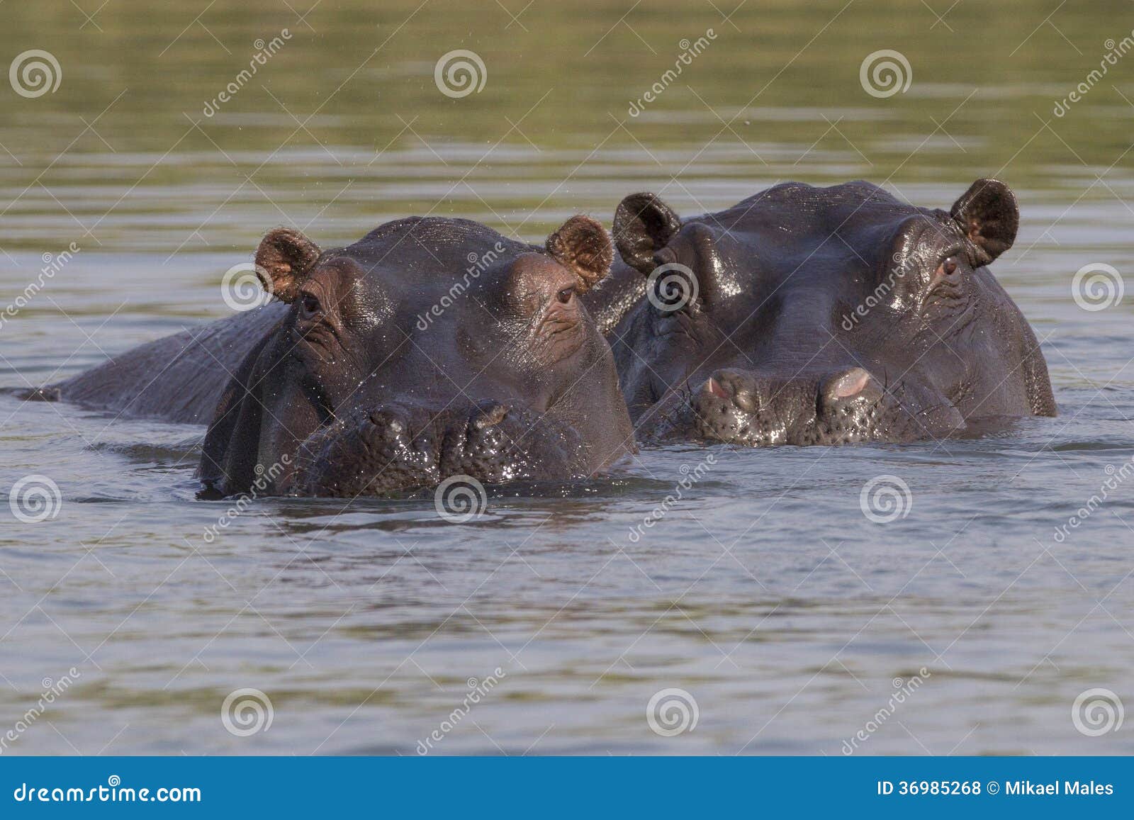 Two Hippos Looking Above Water Stock Photo - Image of mamashy, choebe ...