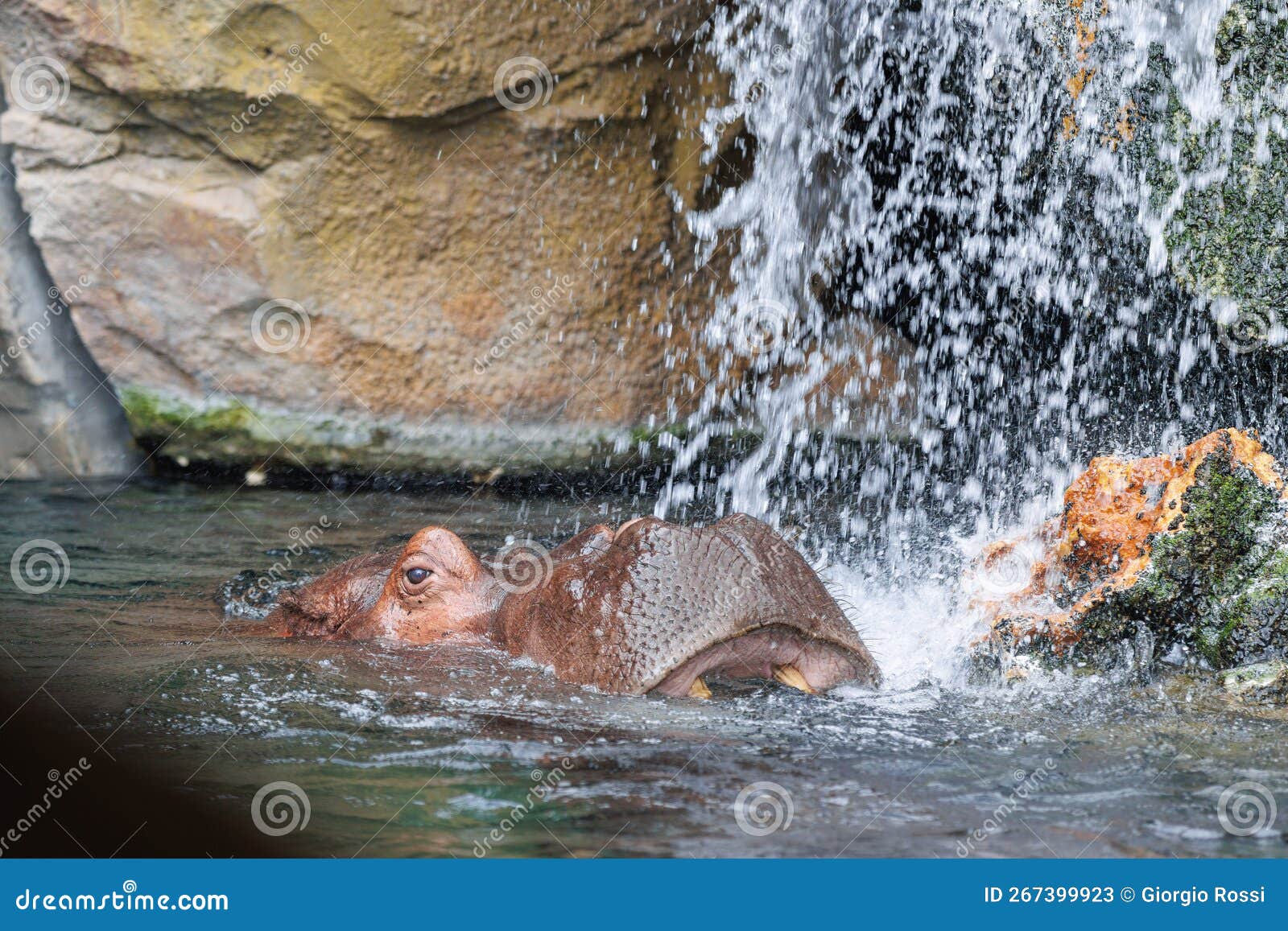 Two Hippos Playing with Each Other Immersed in Water Opening Their ...