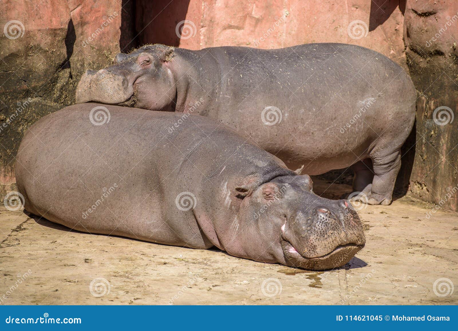 Two Hippos Resting Under Warm Sunlight Stock Image - Image of safari ...