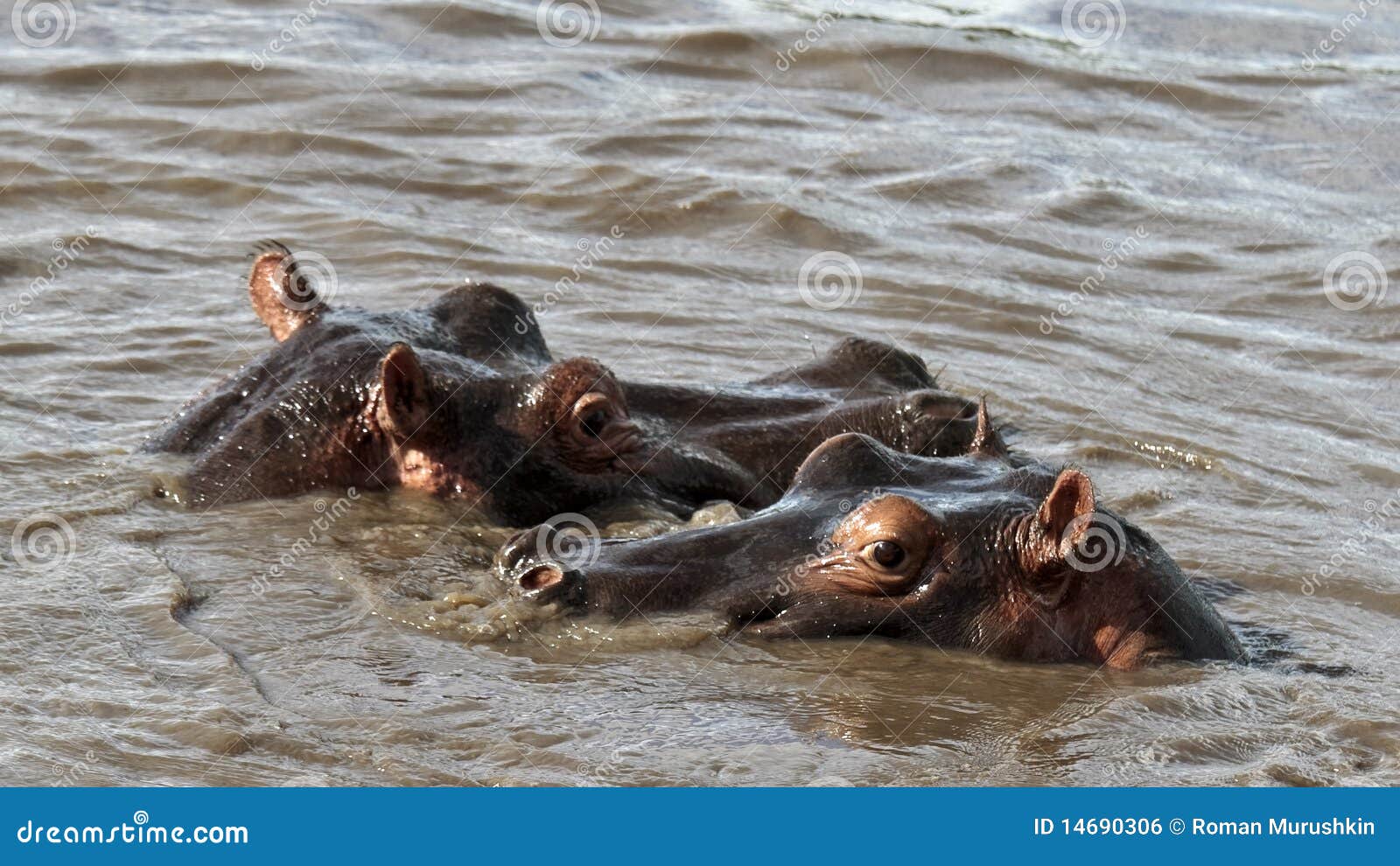 Two Hippos are in the River Stock Photo - Image of pair, serengeti ...