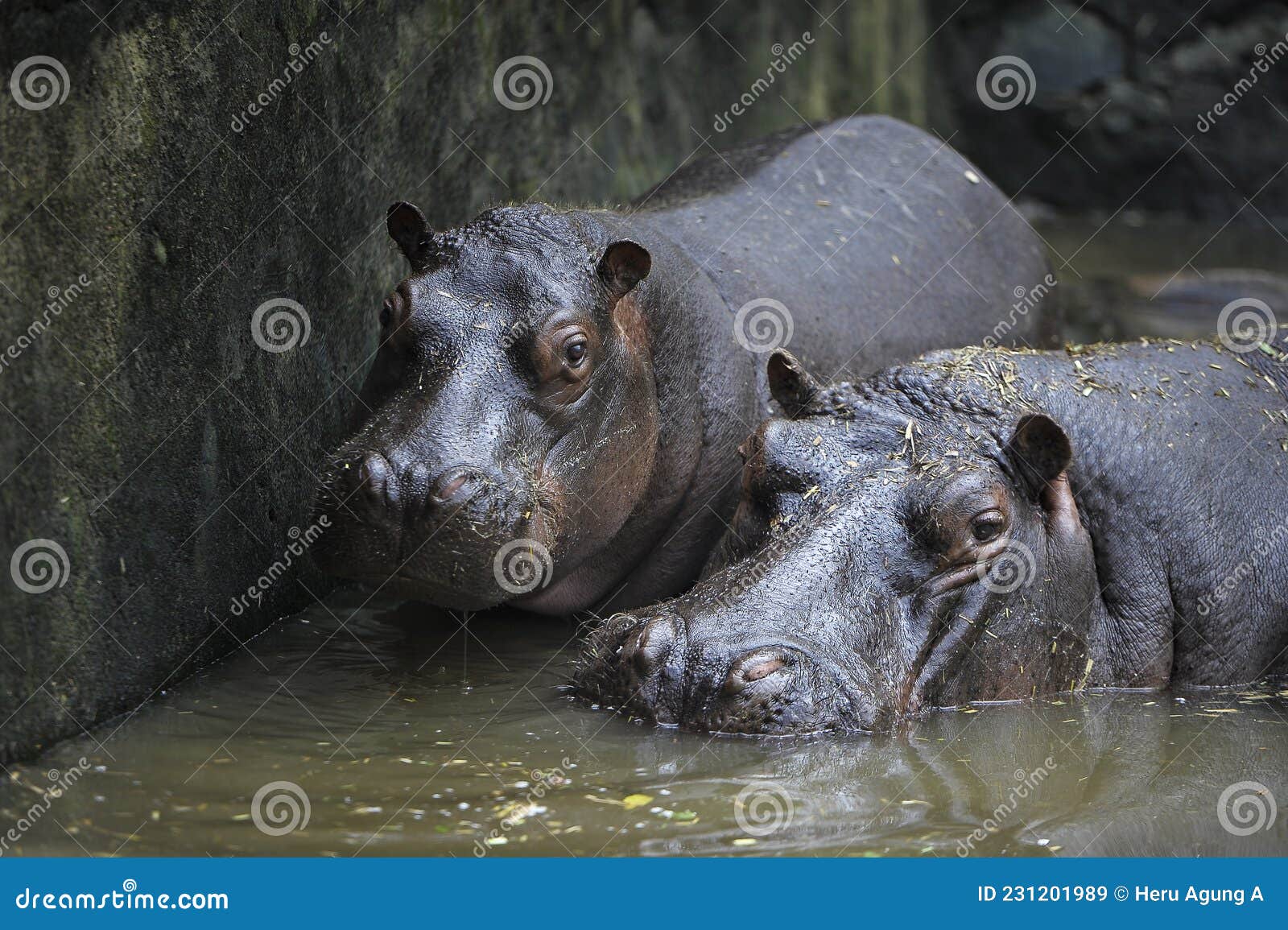 Two Hippos are Soaking in the Water Stock Image - Image of seal, head ...