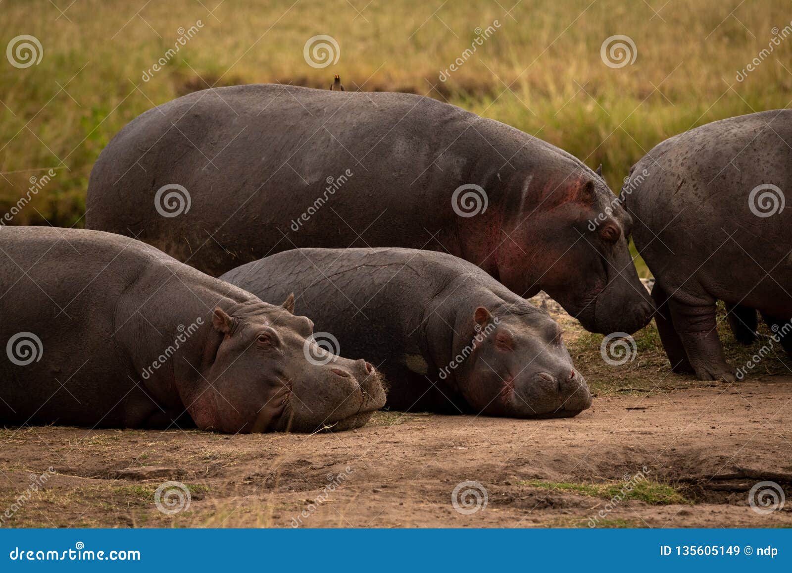 Two Hippos Standing and Two Lying Down Stock Image - Image of africa ...