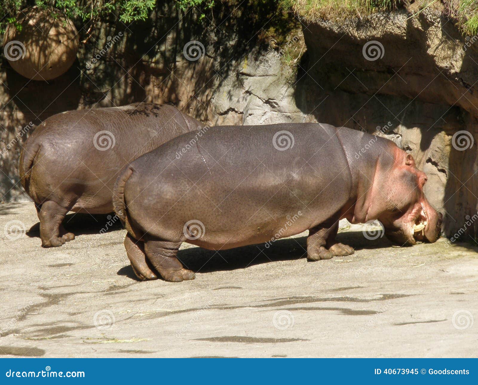 Two Hippos in the Sun stock image. Image of large, gray - 40673945