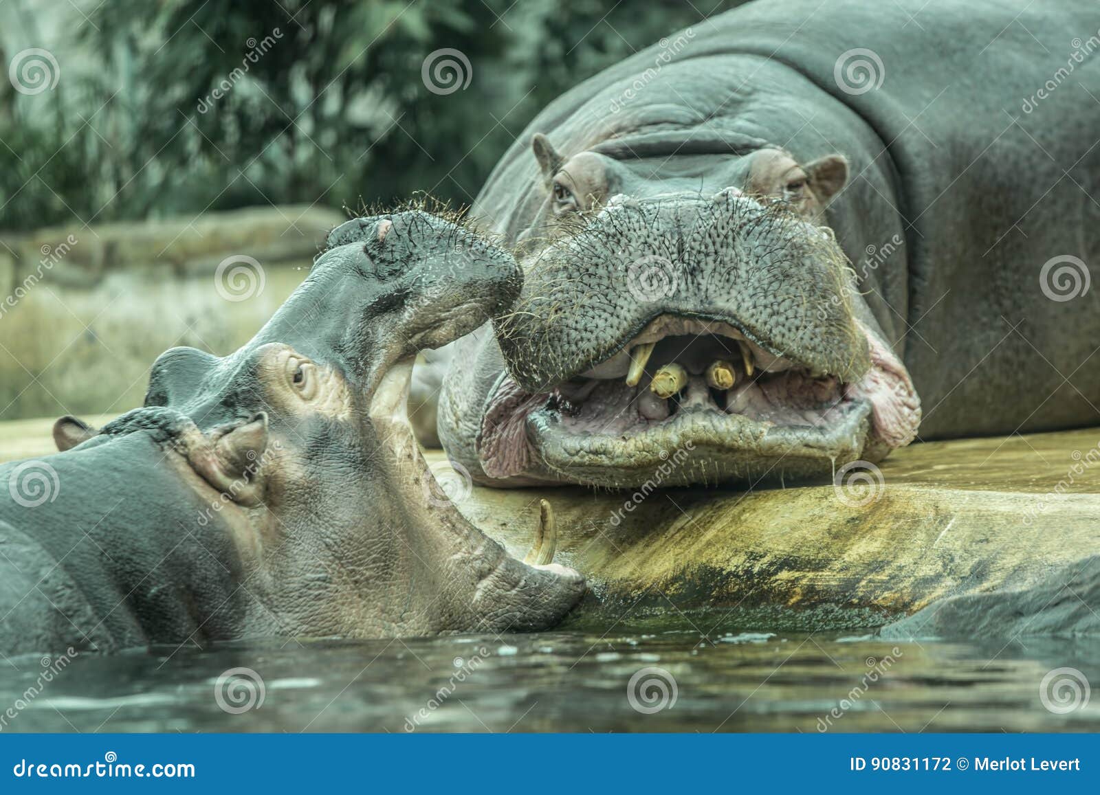 Two Hippos Talking To Each Other at Zoo in Berlin Editorial Photography ...