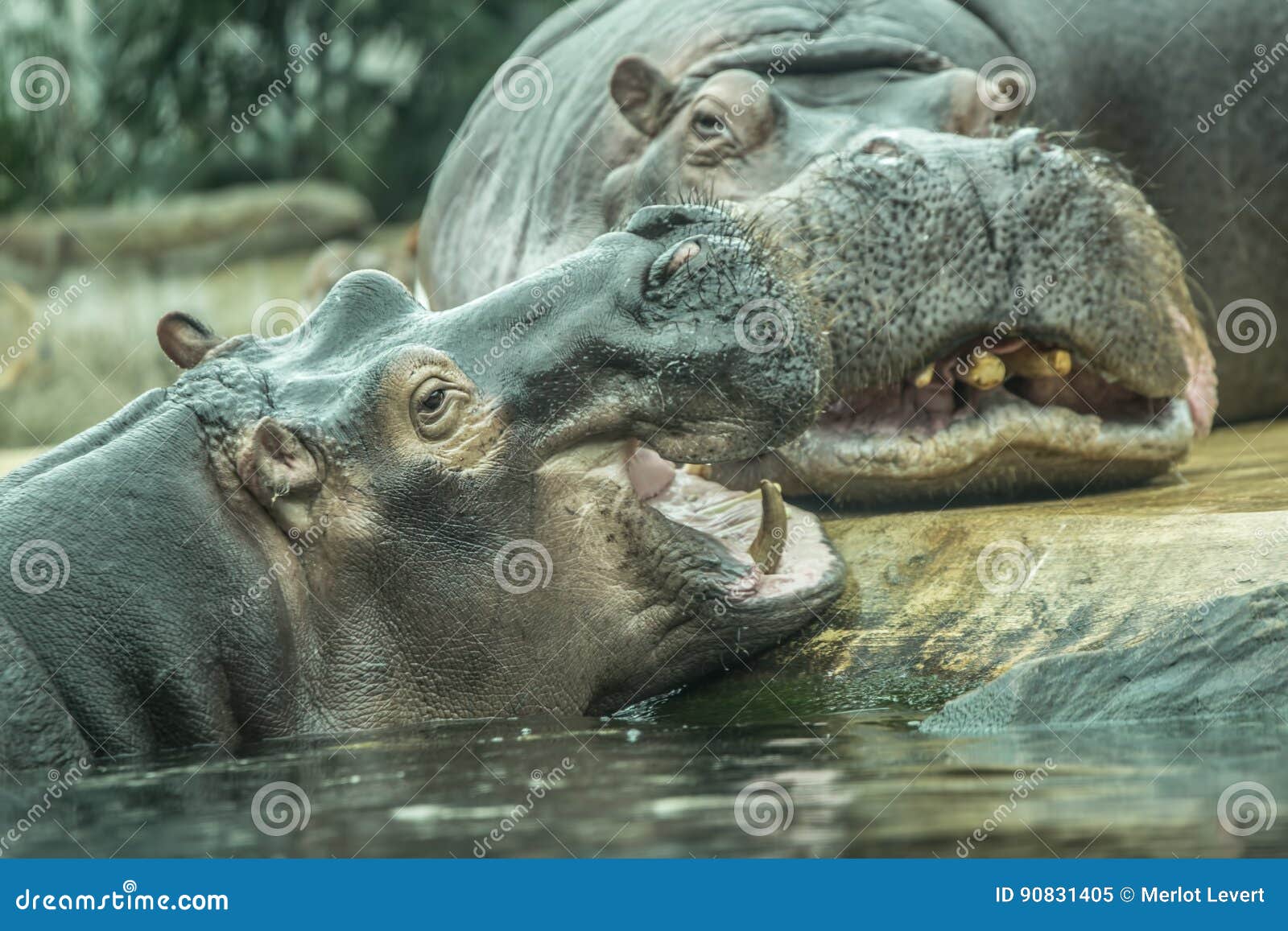 Two Hippos Talking To Each Other at Zoo in Berlin Editorial Image ...