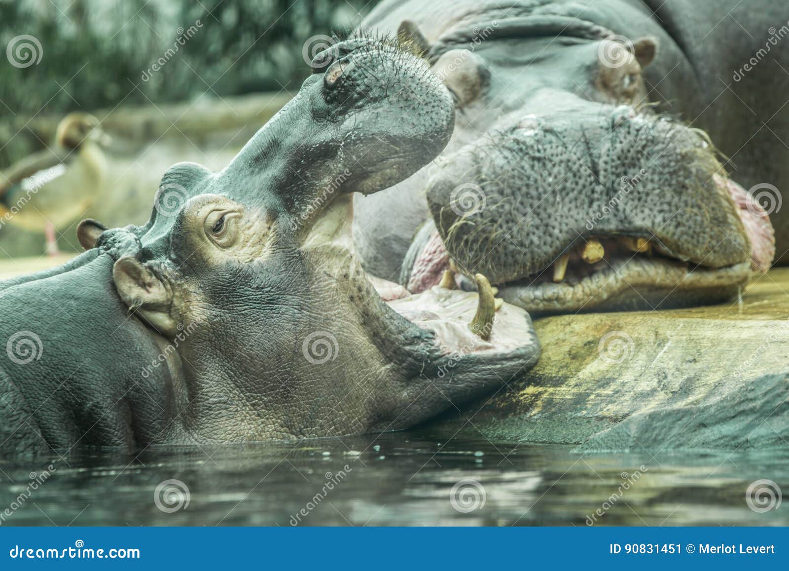 Two Hippos Talking To Each Other at Zoo in Berlin Editorial Photo ...