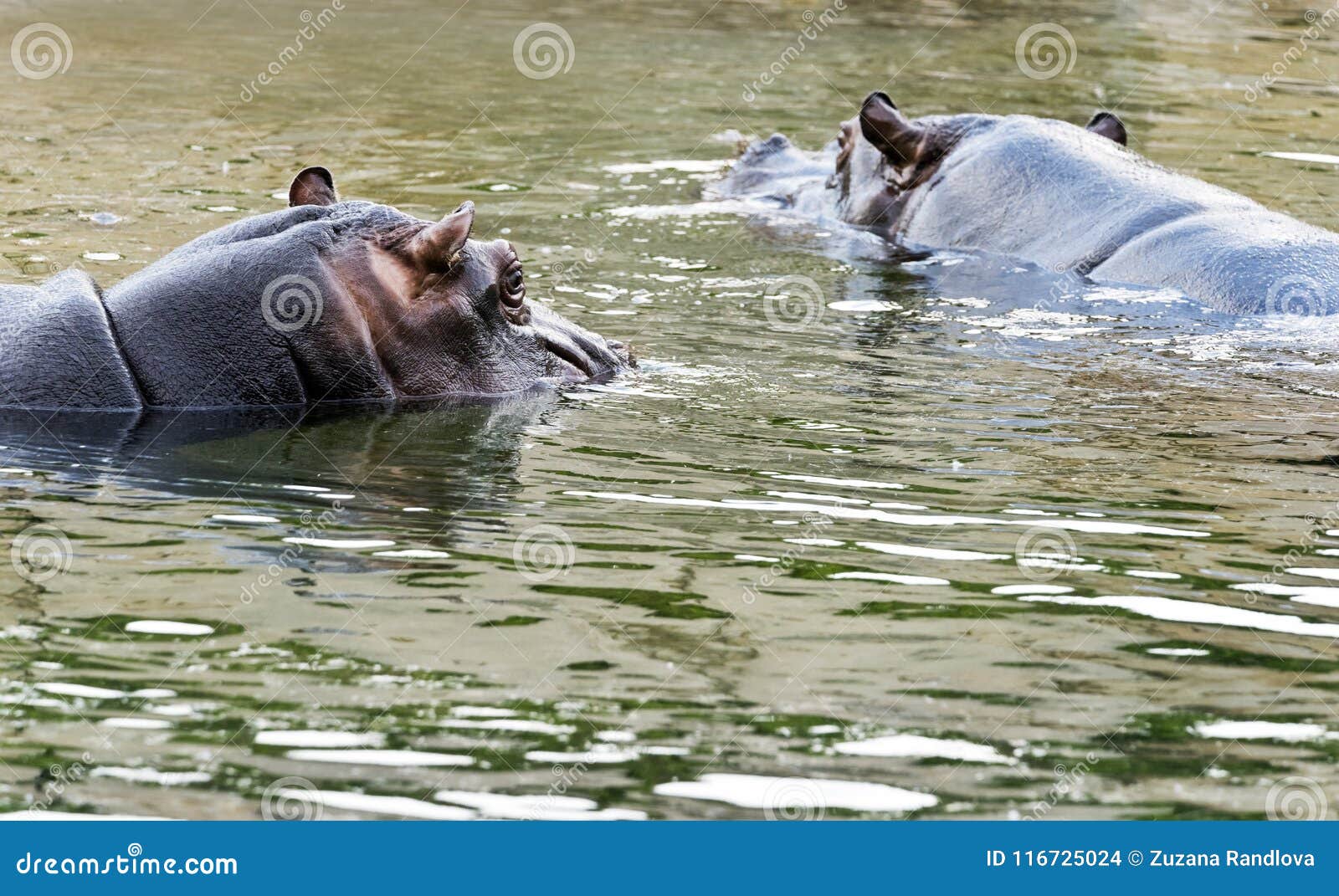 Two hippos in water stock photo. Image of hippopotamus - 116725024