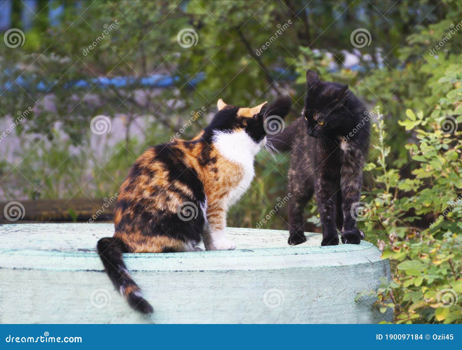 Two Hissing Cats are Going To Fight Stock Photo - Image of fluffy ...