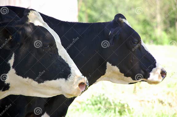 Two Holstein Cows stock photo. Image of black, holtstein - 5973726