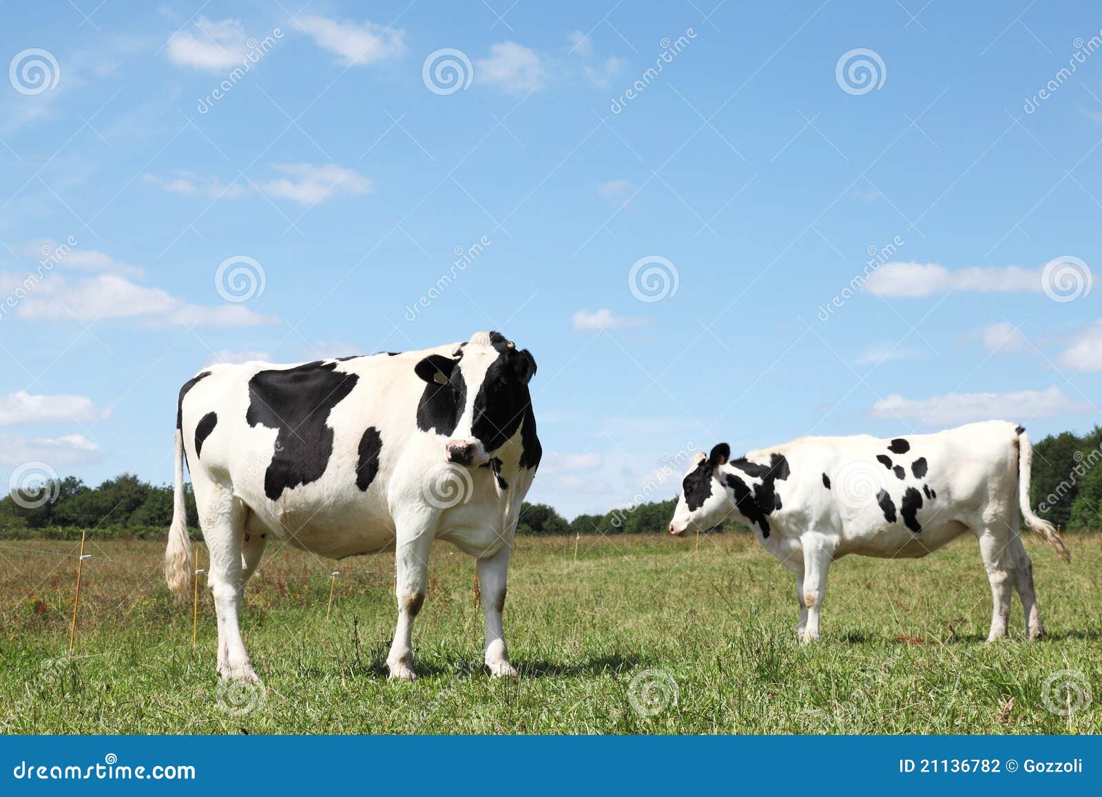 Two Holstein Friesian Dairy Cows Stock Photo - Image of bovine, grass ...