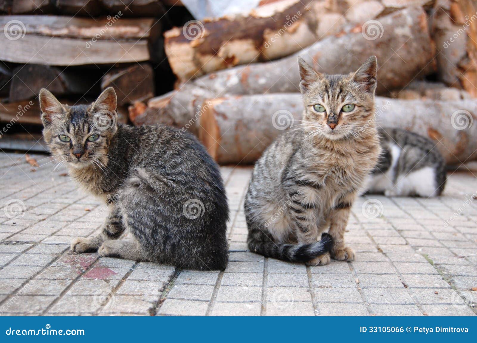 Two homeless brothers cats stock photo. Image of ears - 33105066