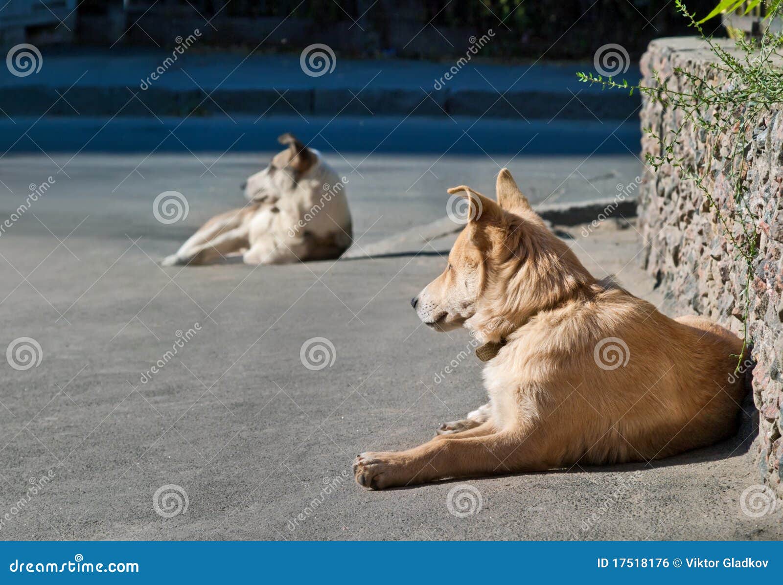 Two homeless dogs stock photo. Image of dogs, street - 17518176