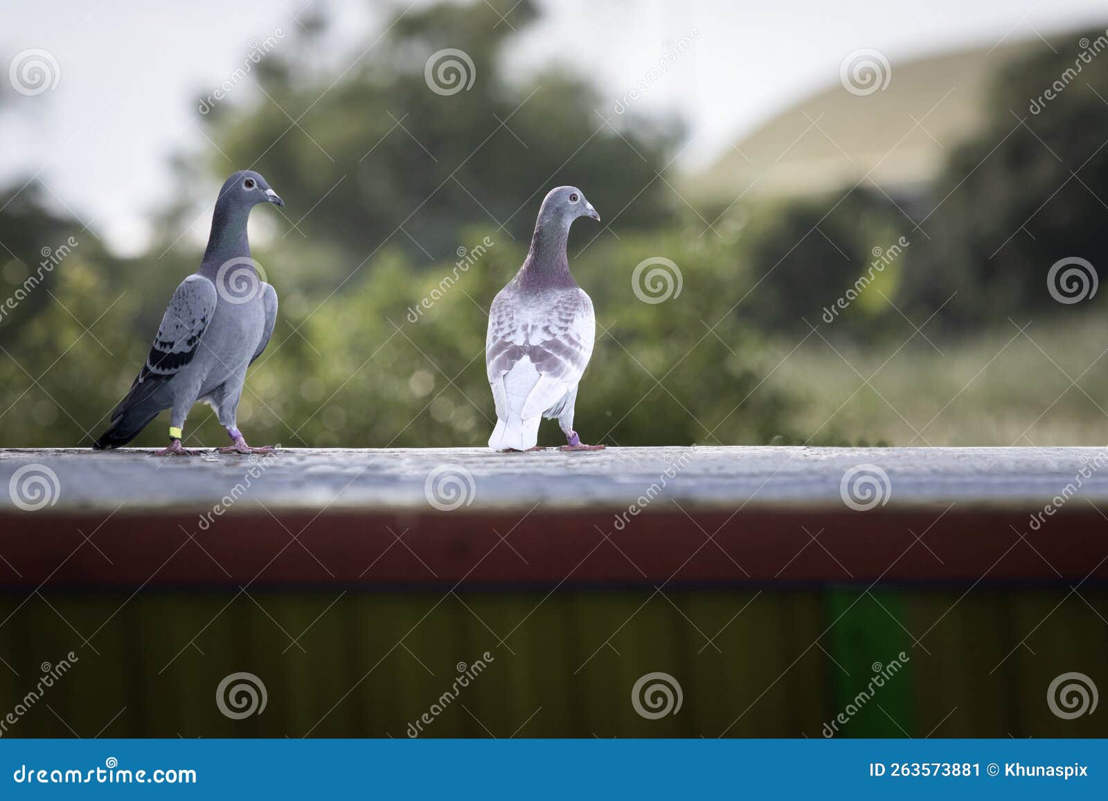 Two Homing Pigeon Standing on Home Trap Stock Image - Image of avian ...