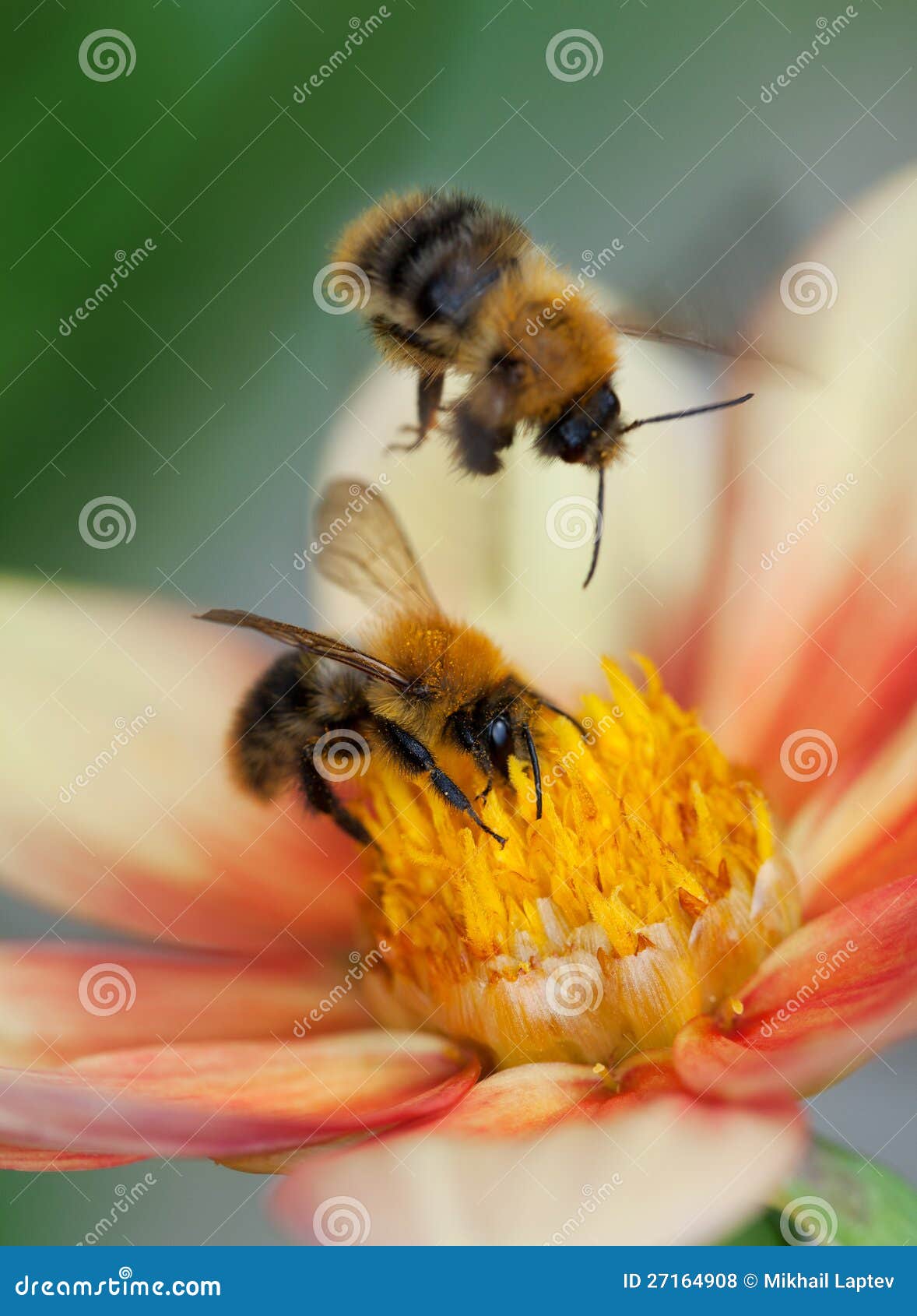 Two Honey Bees on Dahlia Flower Stock Photo - Image of collect, green ...