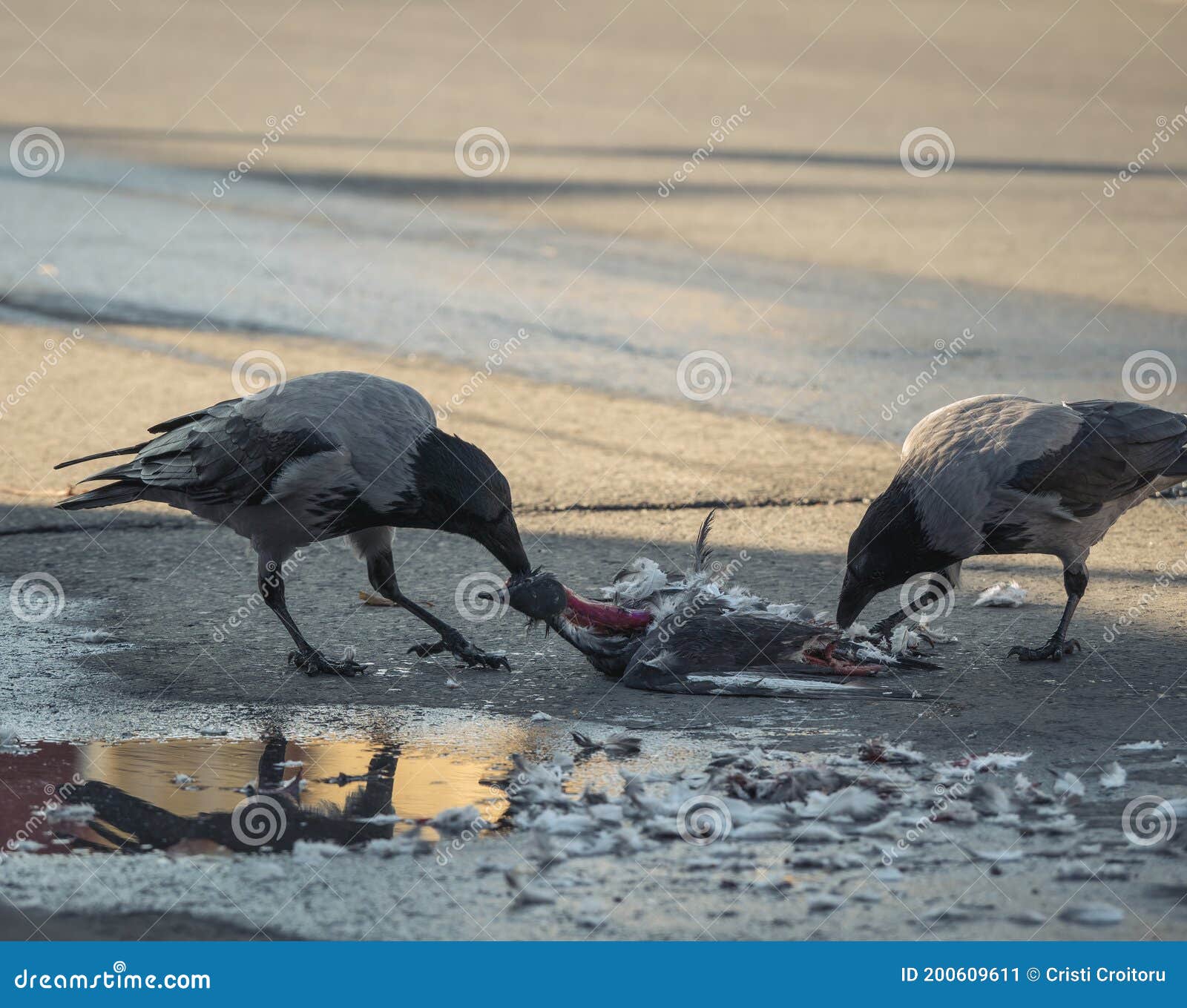 Two Hooded Crows Feasting from a Feral Pigeon Stock Image - Image of ...
