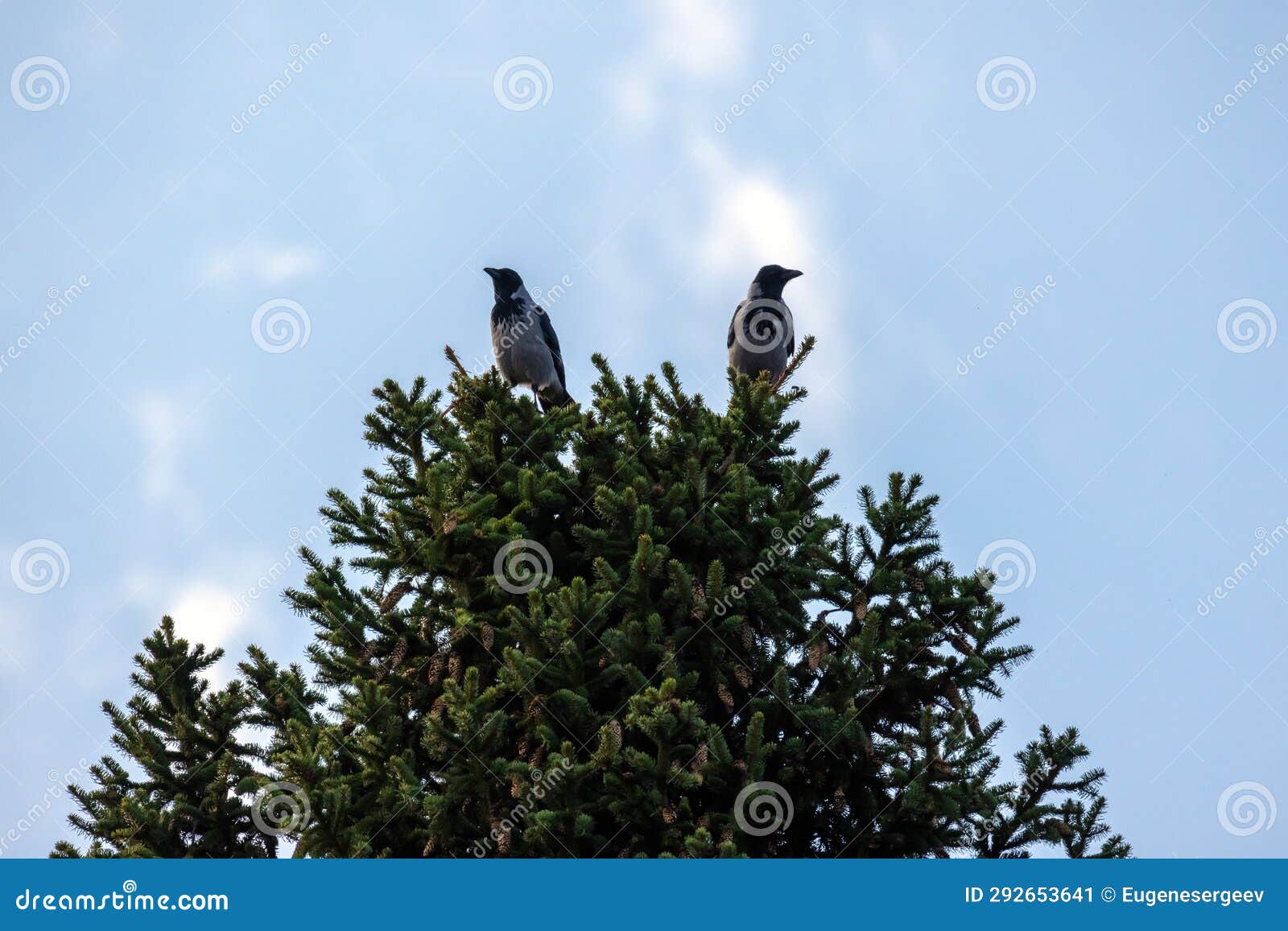 Two Hooded Crows Sit on the Top of a Spruce Tree Stock Image - Image of ...
