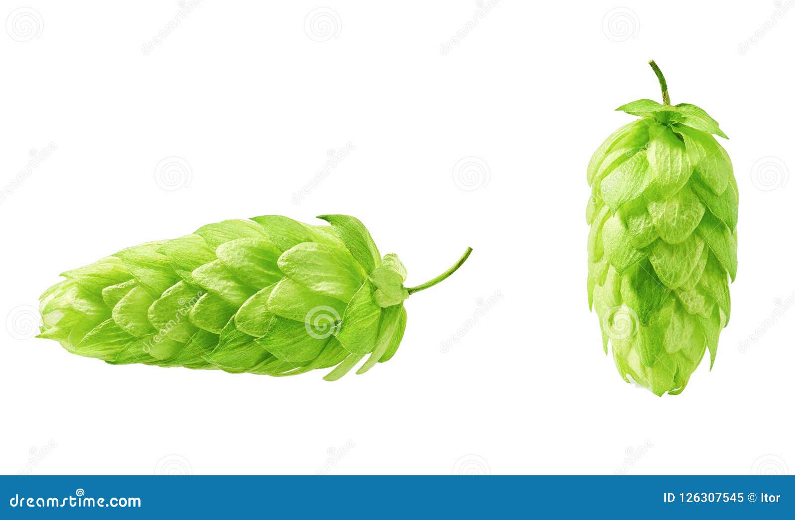 Two Hop Cones Isolated on White Background. Stock Image - Image of ...