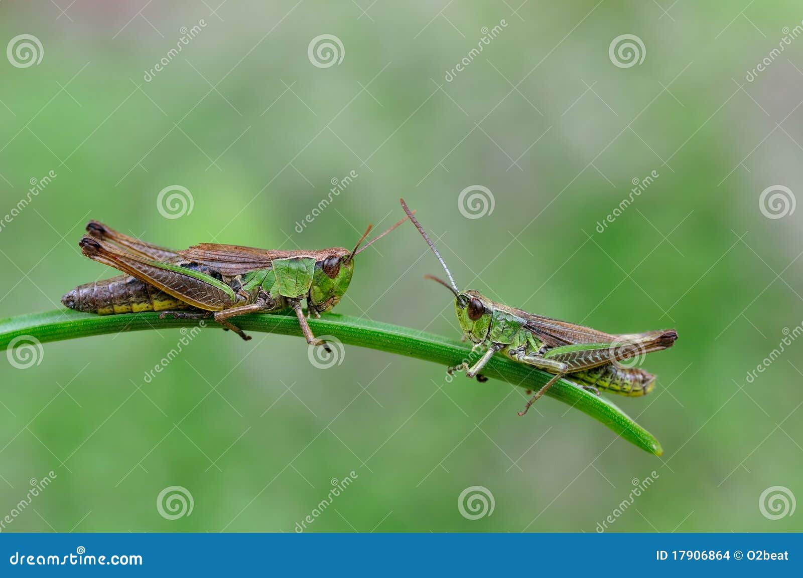 Two hoppers stock photo. Image of meadow, background - 17906864