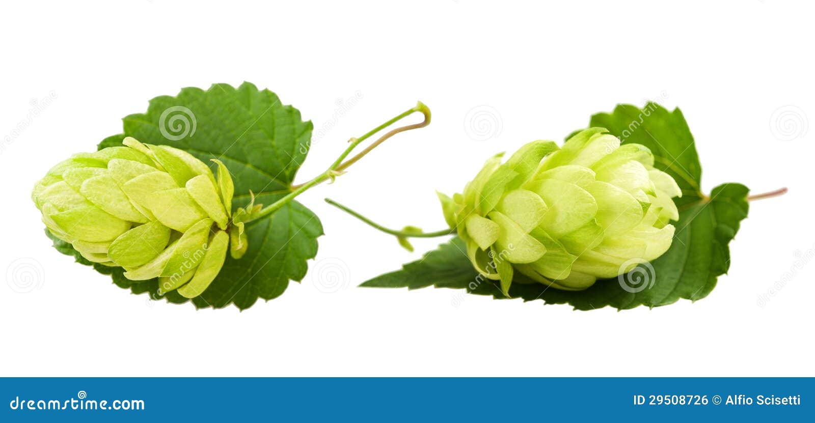 Two hops stock photo. Image of ingredients, spice, alcohol - 29508726