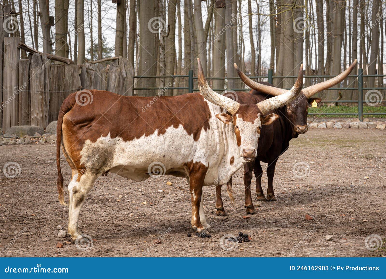 Two Horned Cows in the Zoo, Rare Animals. Stock Image - Image of ...