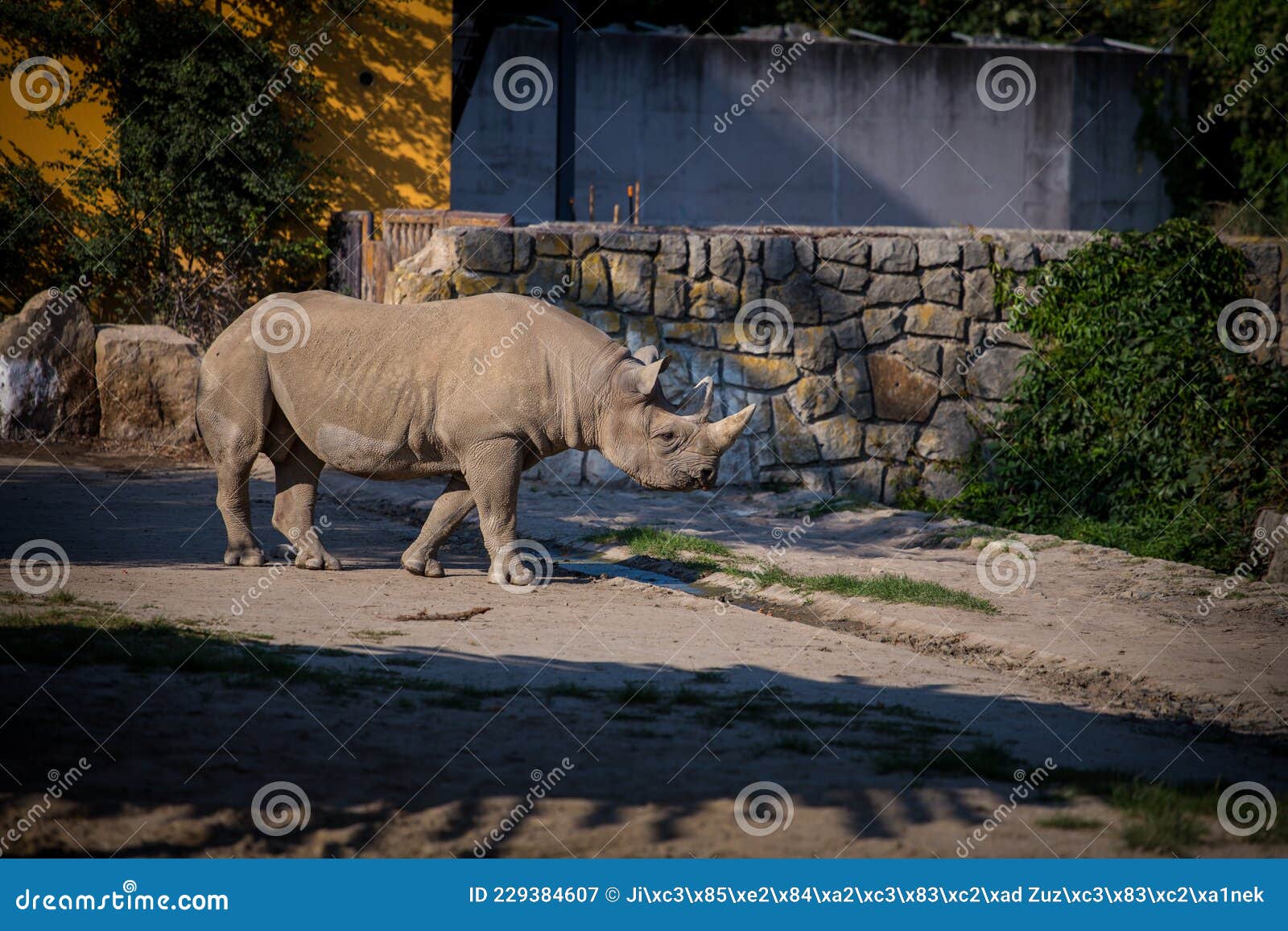 Two-horned Rhino in Nature Park Stock Image - Image of rhino, kenya ...