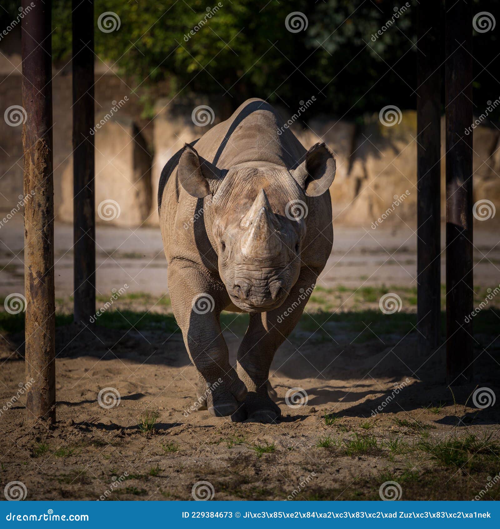 Two-horned Rhino in Nature Park Stock Image - Image of african, closeup ...