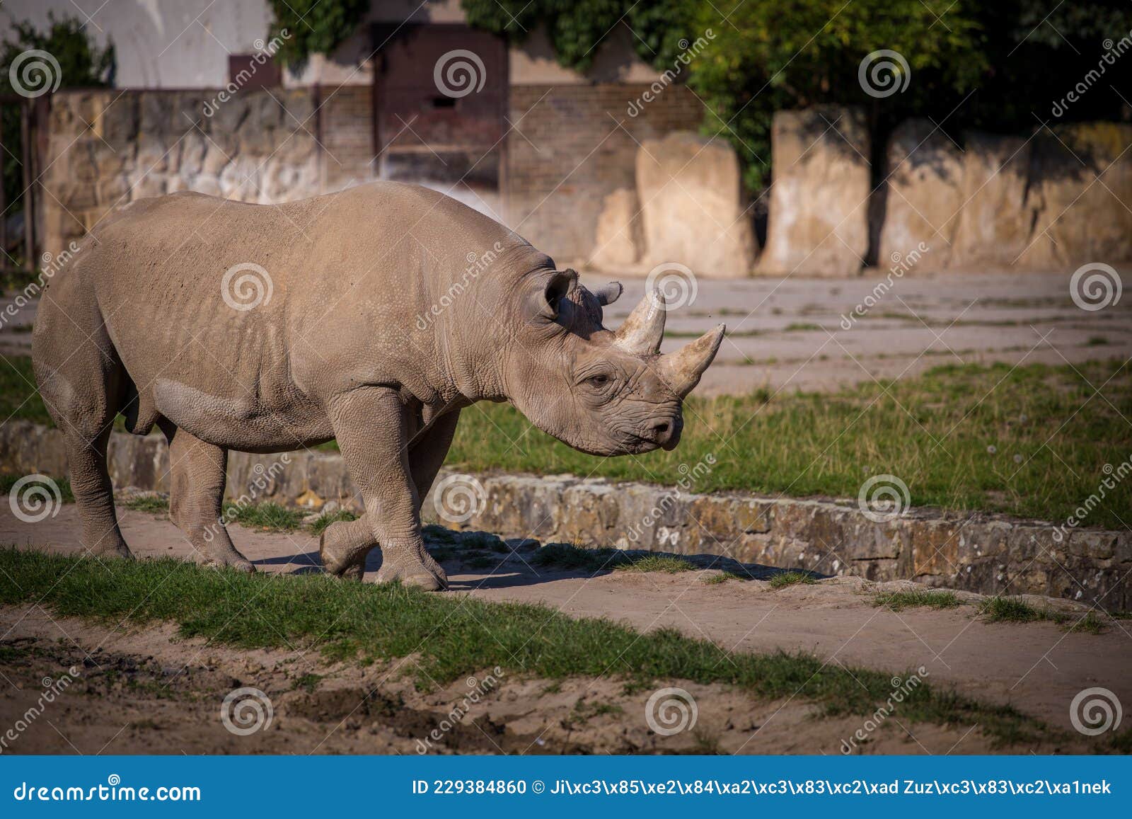 Two-horned Rhino in Nature Park Stock Photo - Image of kenya, relax ...